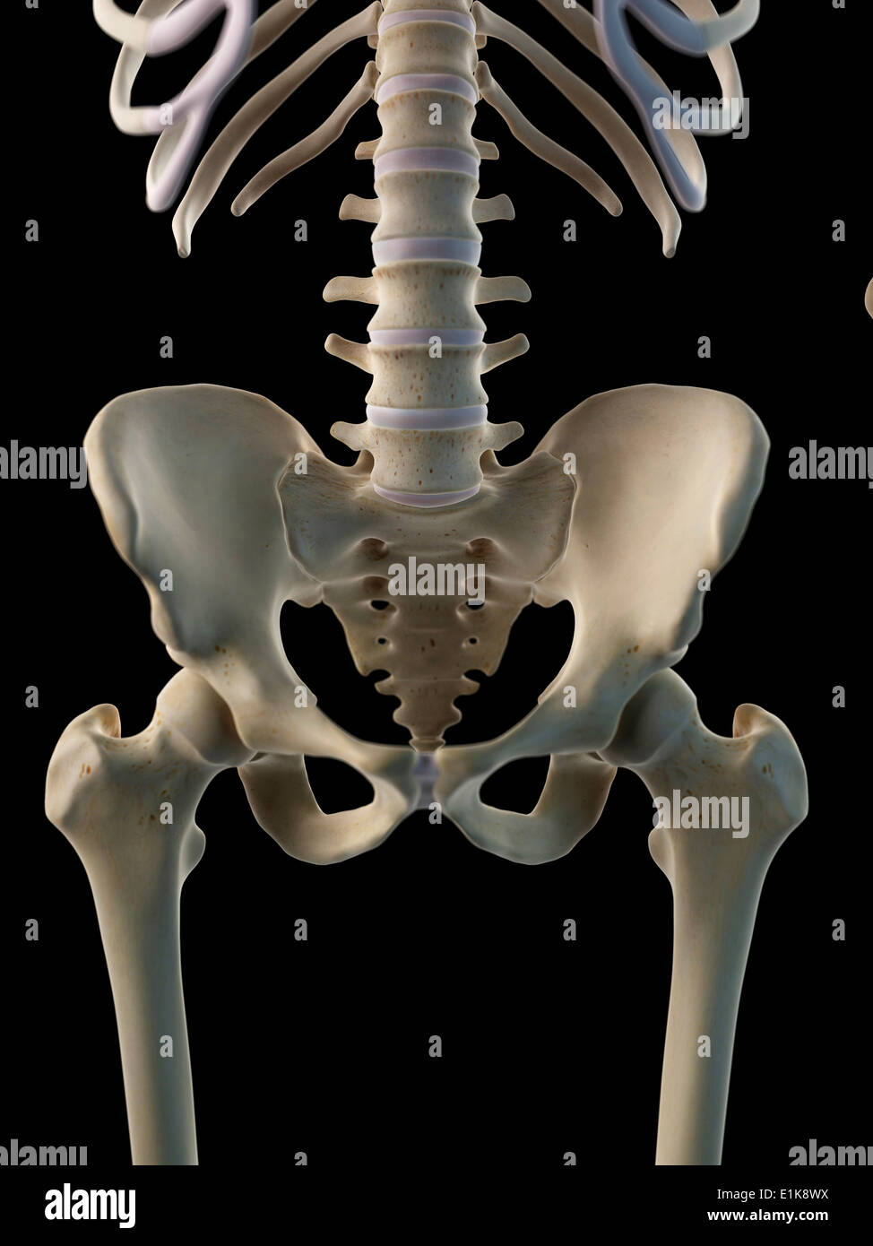 Human hip bone computer artwork Stock Photo - Alamy