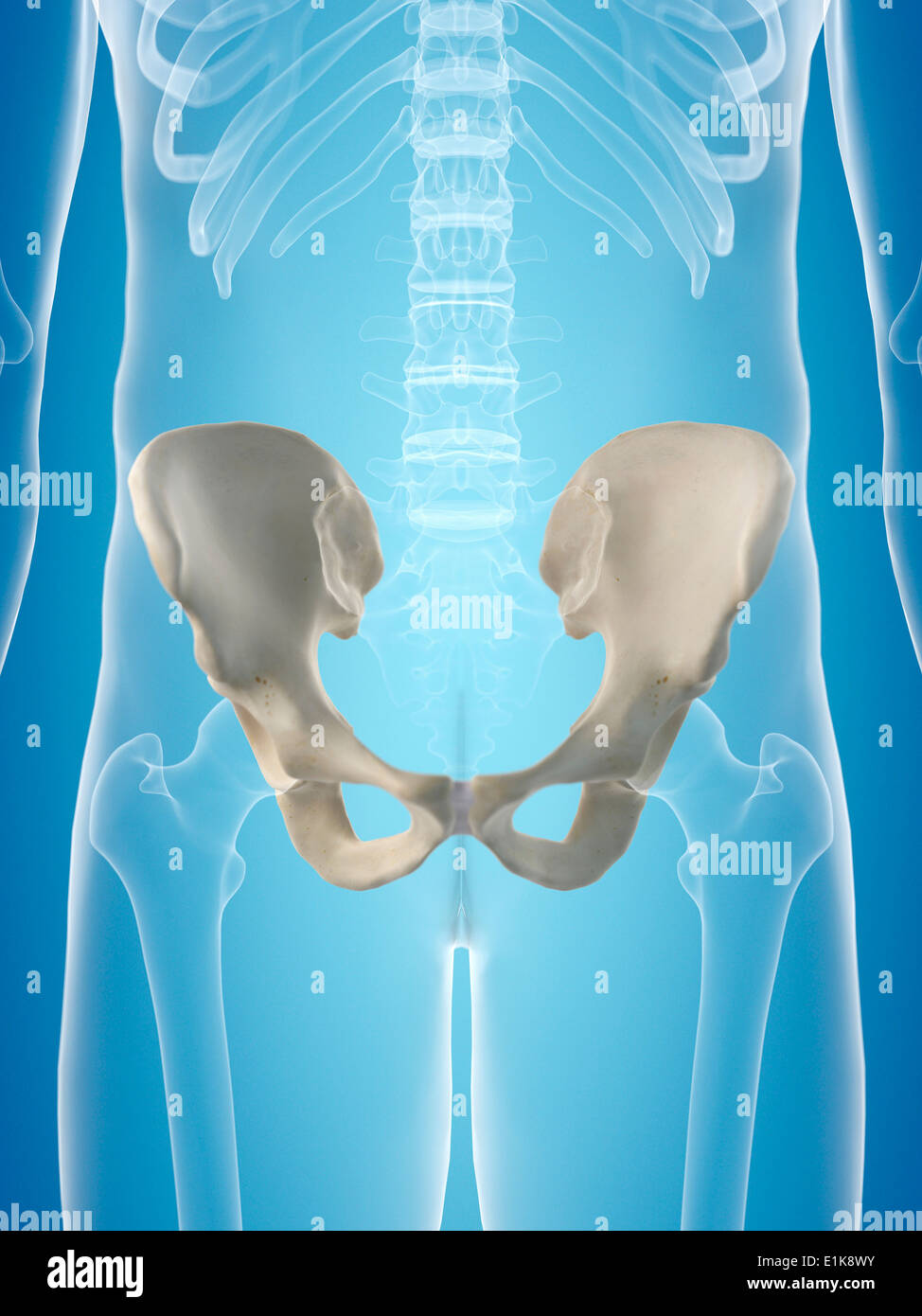 Human hip bone computer artwork Stock Photo - Alamy