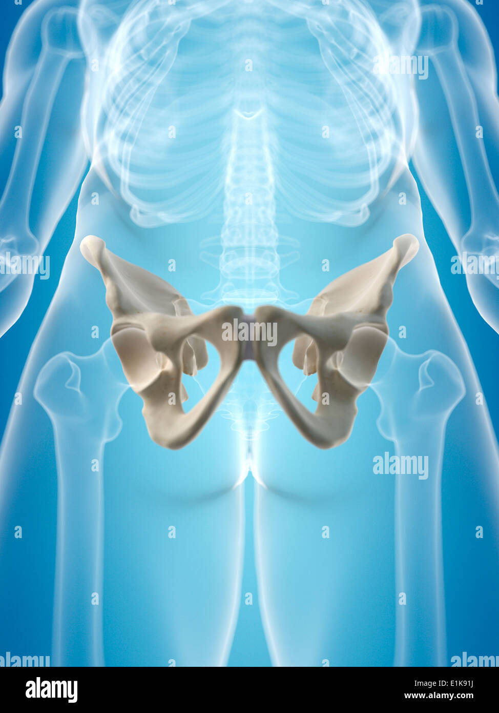 Hip bone hi-res stock photography and images - Alamy