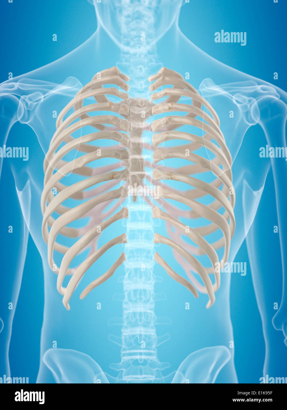 Blue thorax hi-res stock photography and images - Alamy