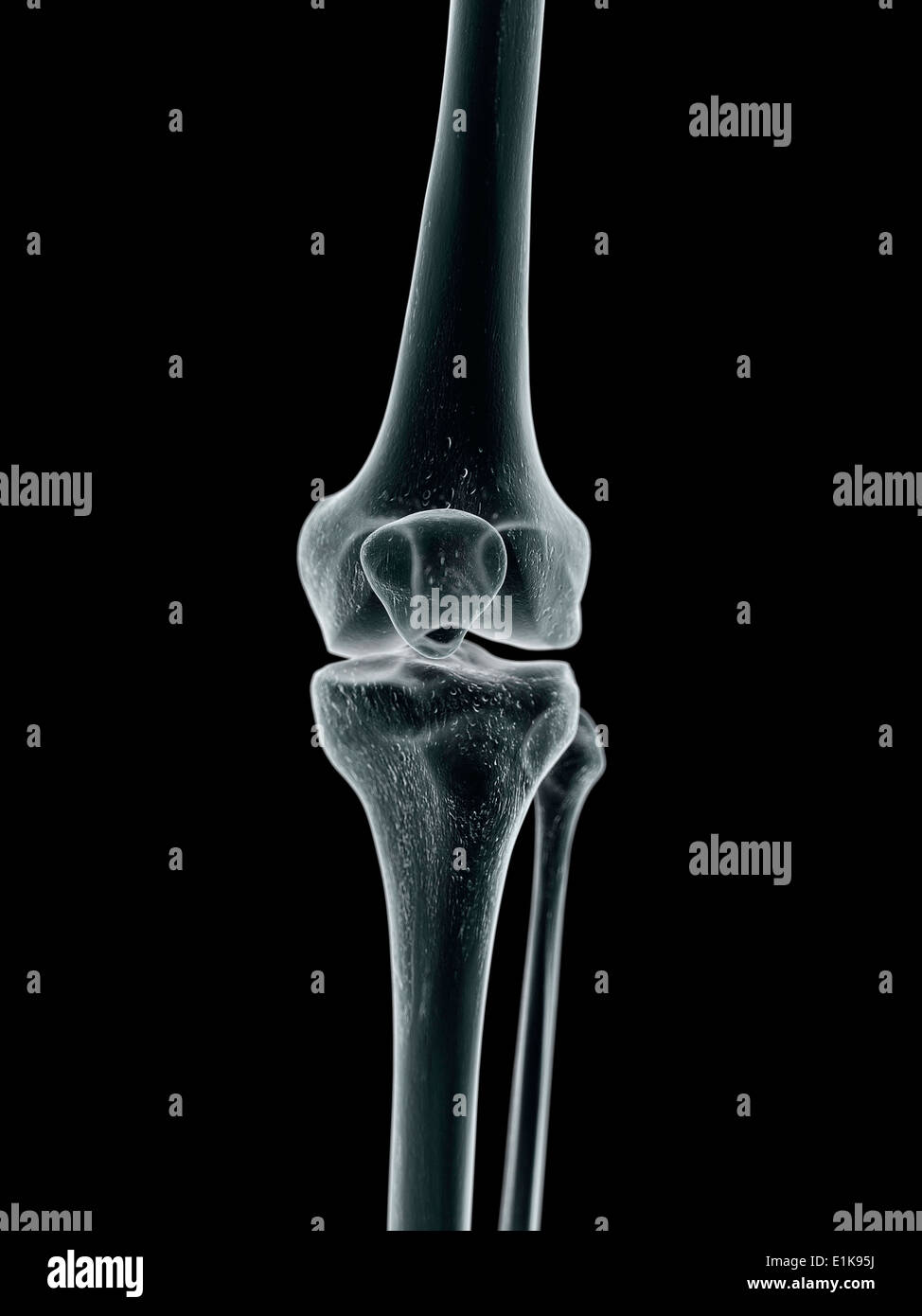 Human knee joint computer artwork Stock Photo - Alamy