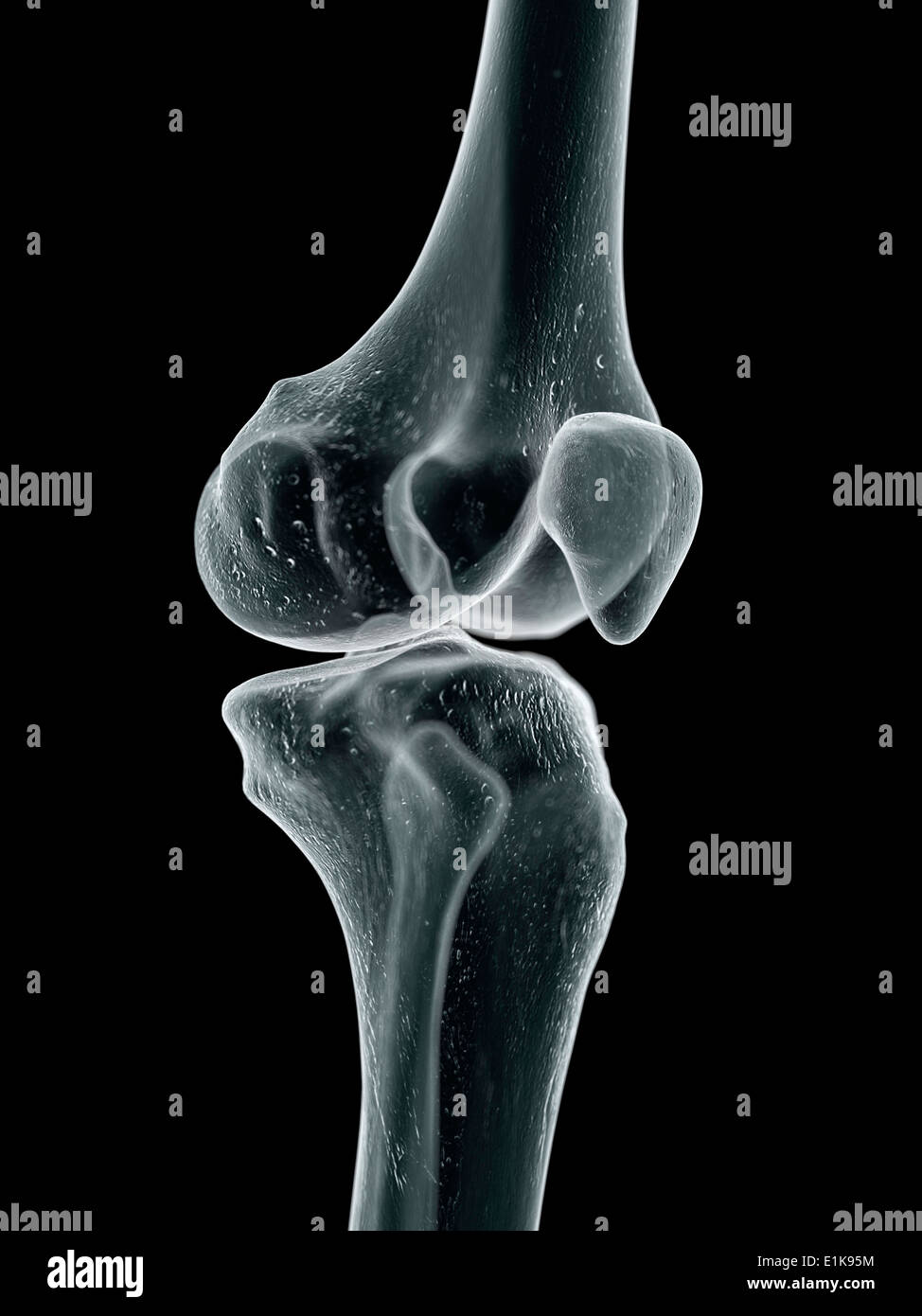 Human knee joint computer artwork Stock Photo - Alamy