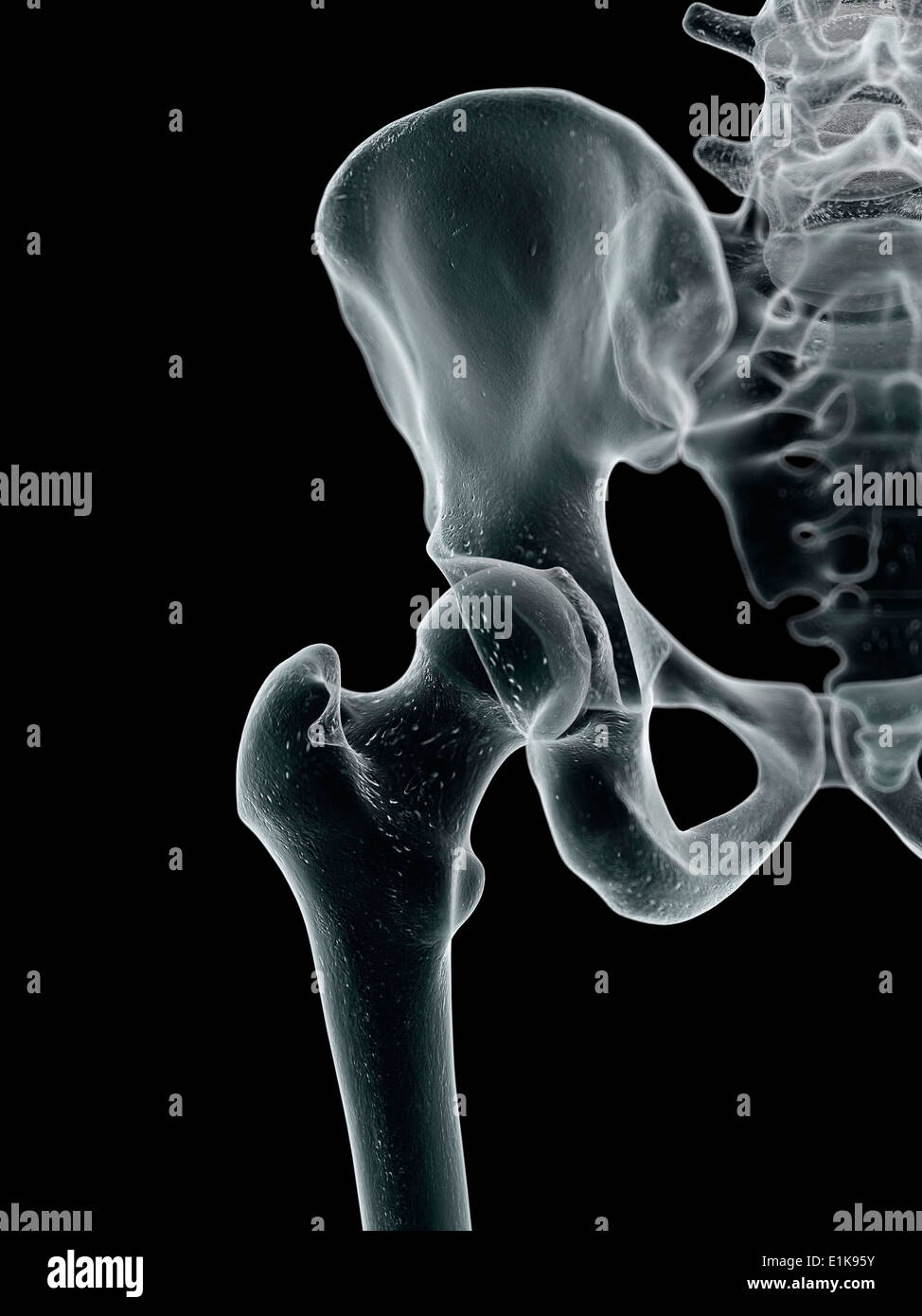 Human hip bone computer artwork Stock Photo - Alamy