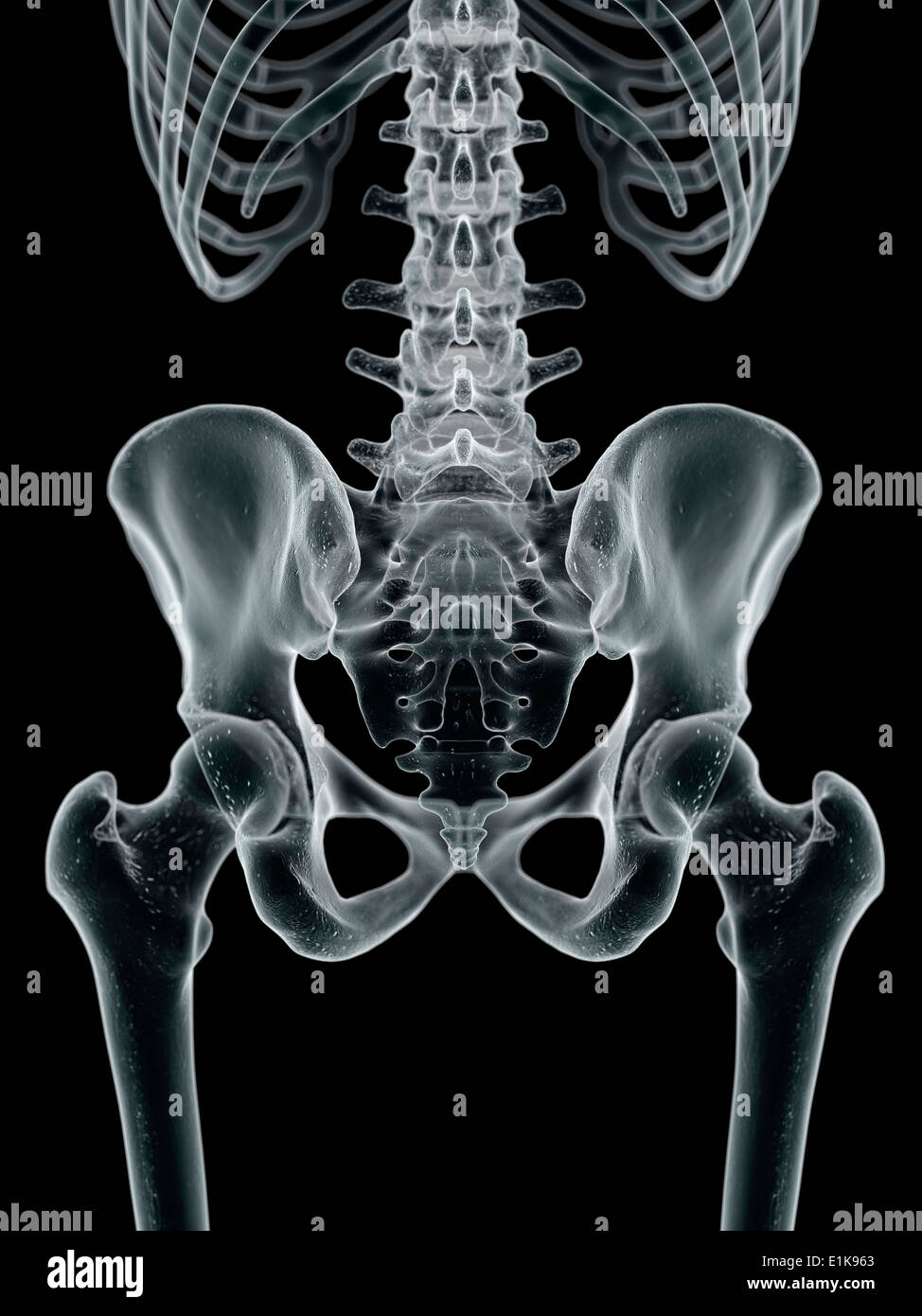 Human hip bone computer artwork Stock Photo - Alamy