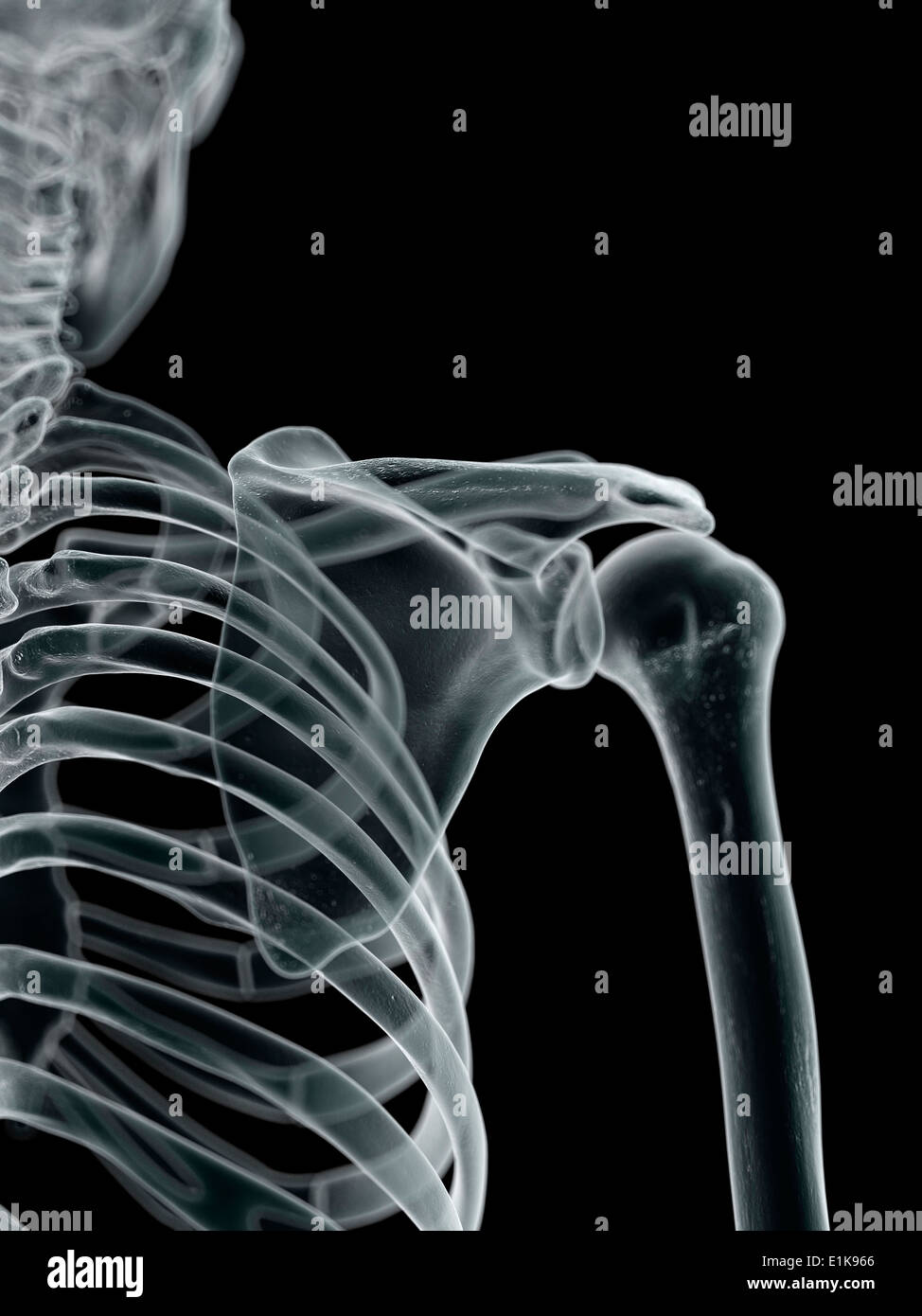 Human shoulder bones computer hi-res stock photography and images - Alamy