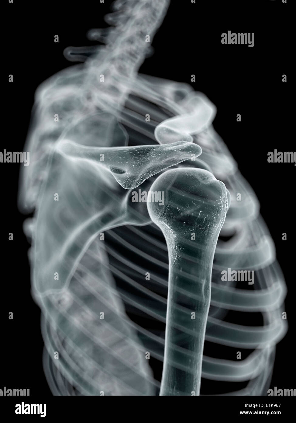Human shoulder joint computer artwork Stock Photo - Alamy