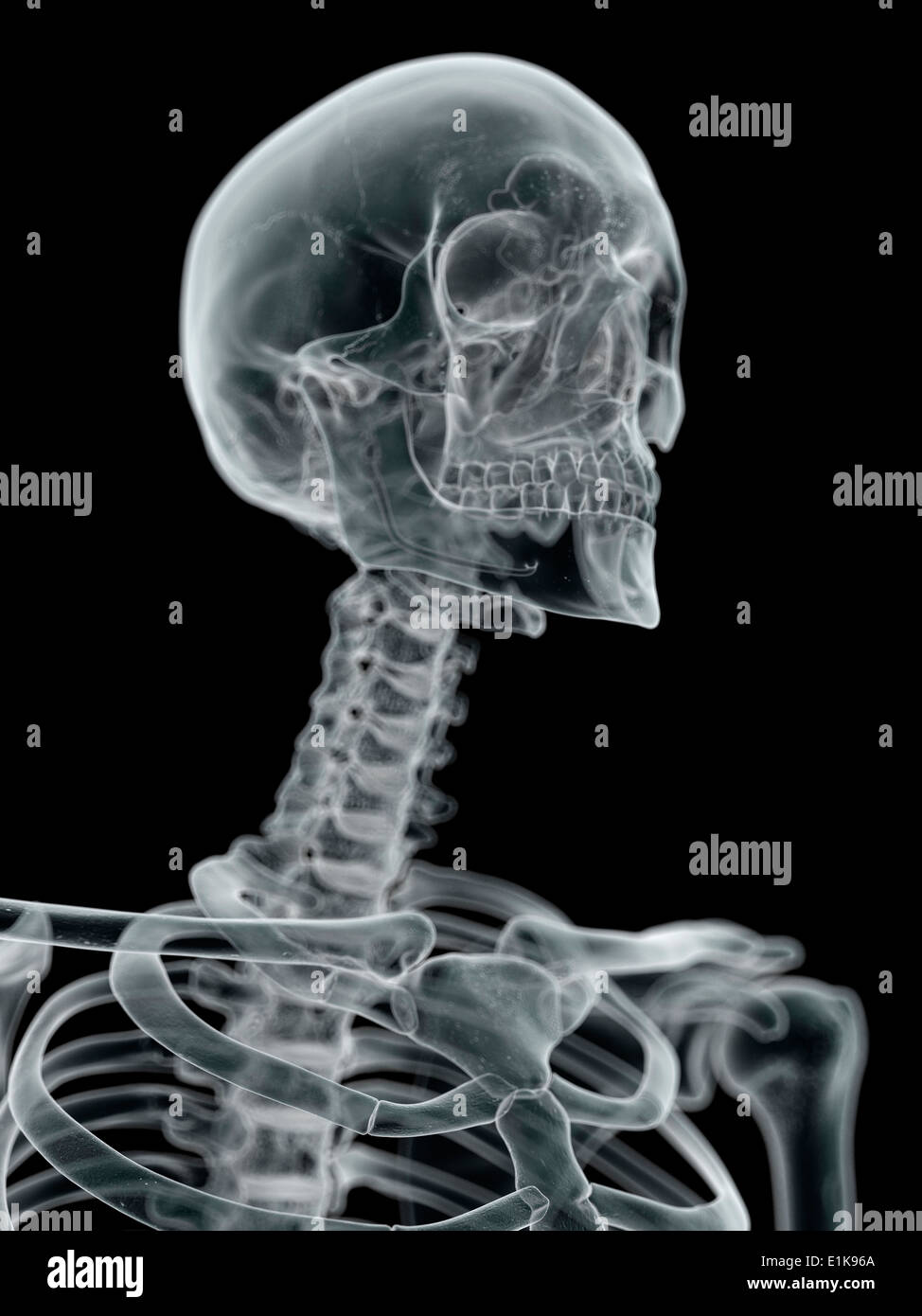 Human skull computer artwork Stock Photo - Alamy