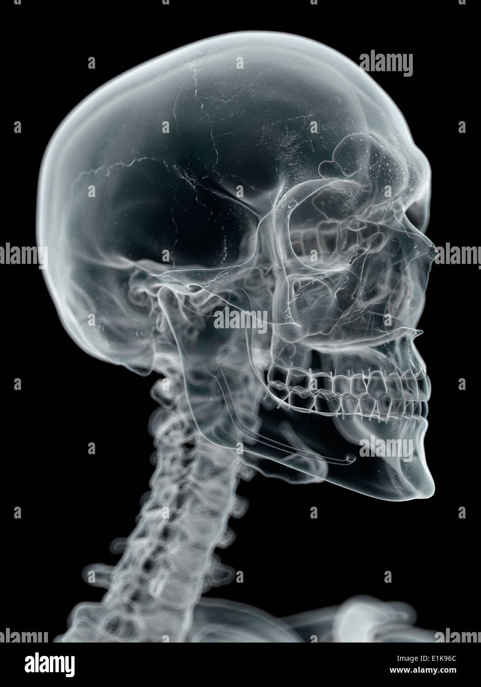 Human skull and neck computer artwork Stock Photo - Alamy