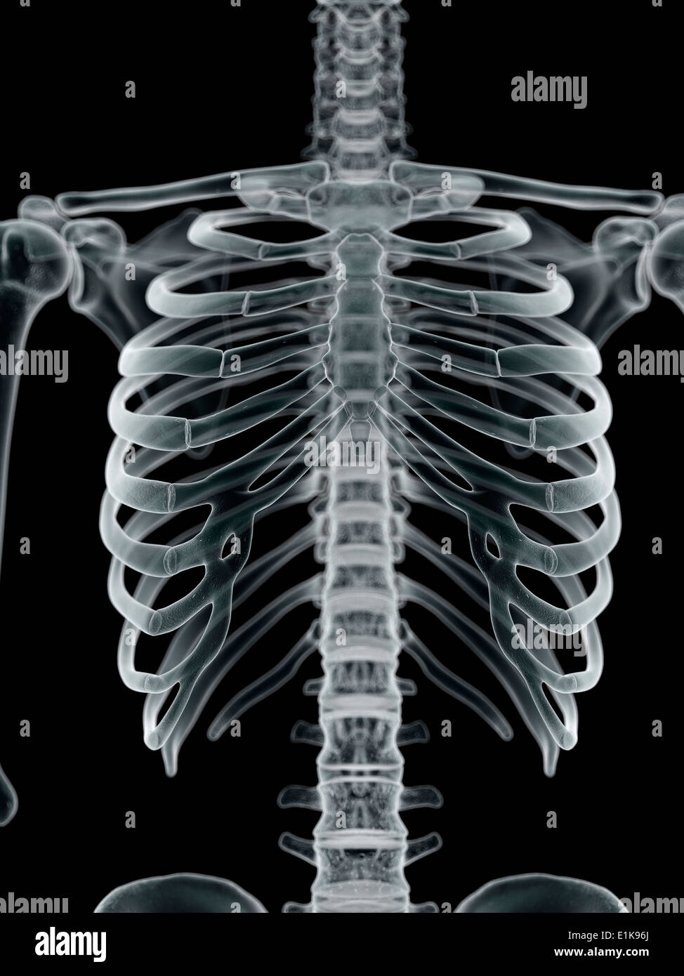 Human thorax hi-res stock photography and images - Alamy