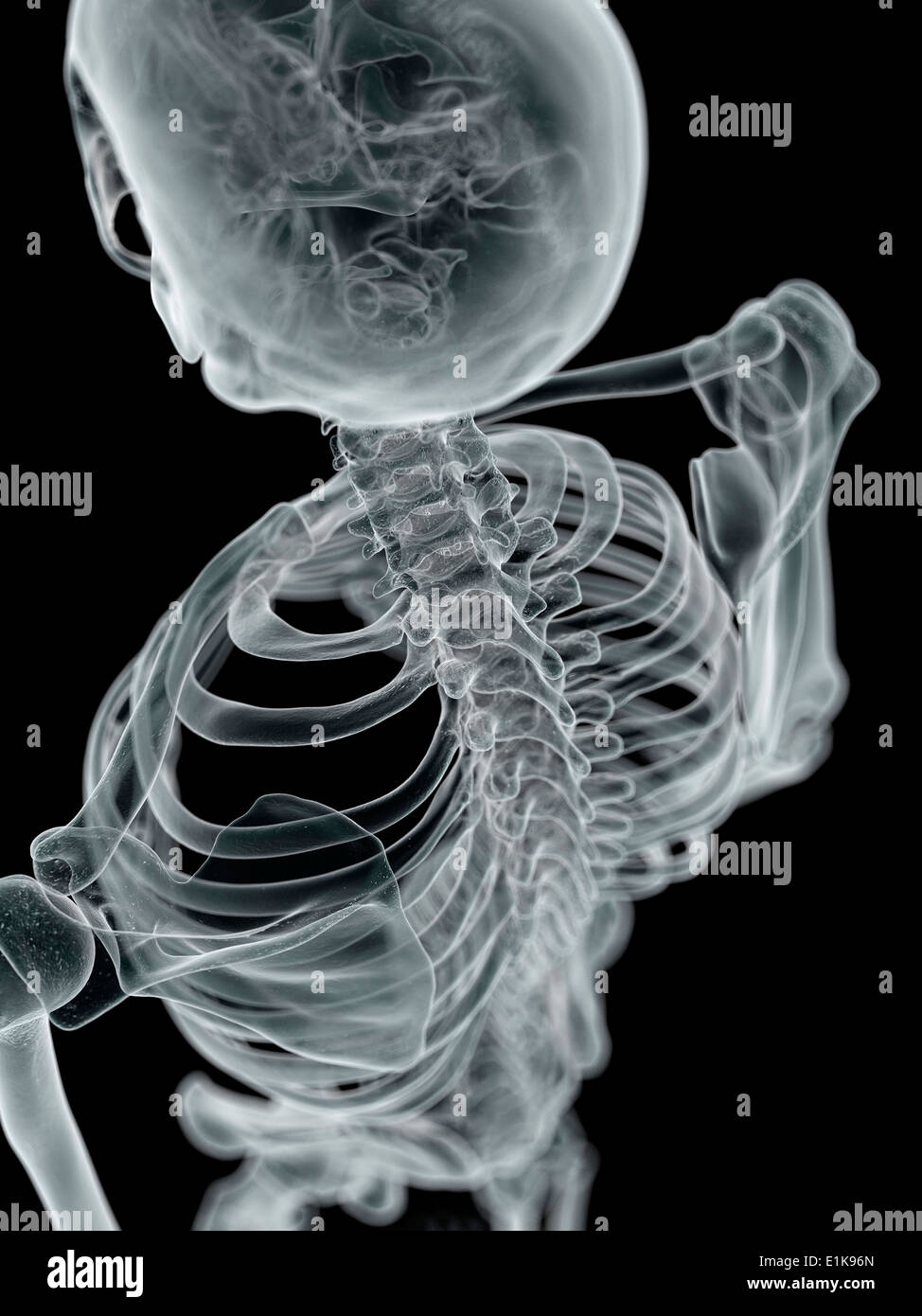 Human spine computer artwork Stock Photo - Alamy
