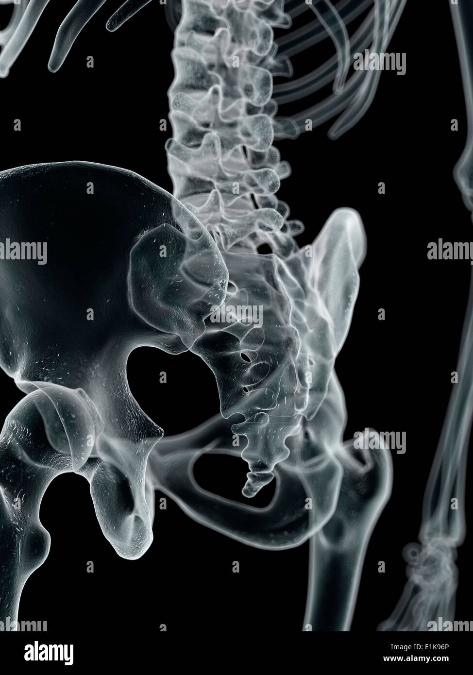 Human hip bone computer artwork Stock Photo - Alamy