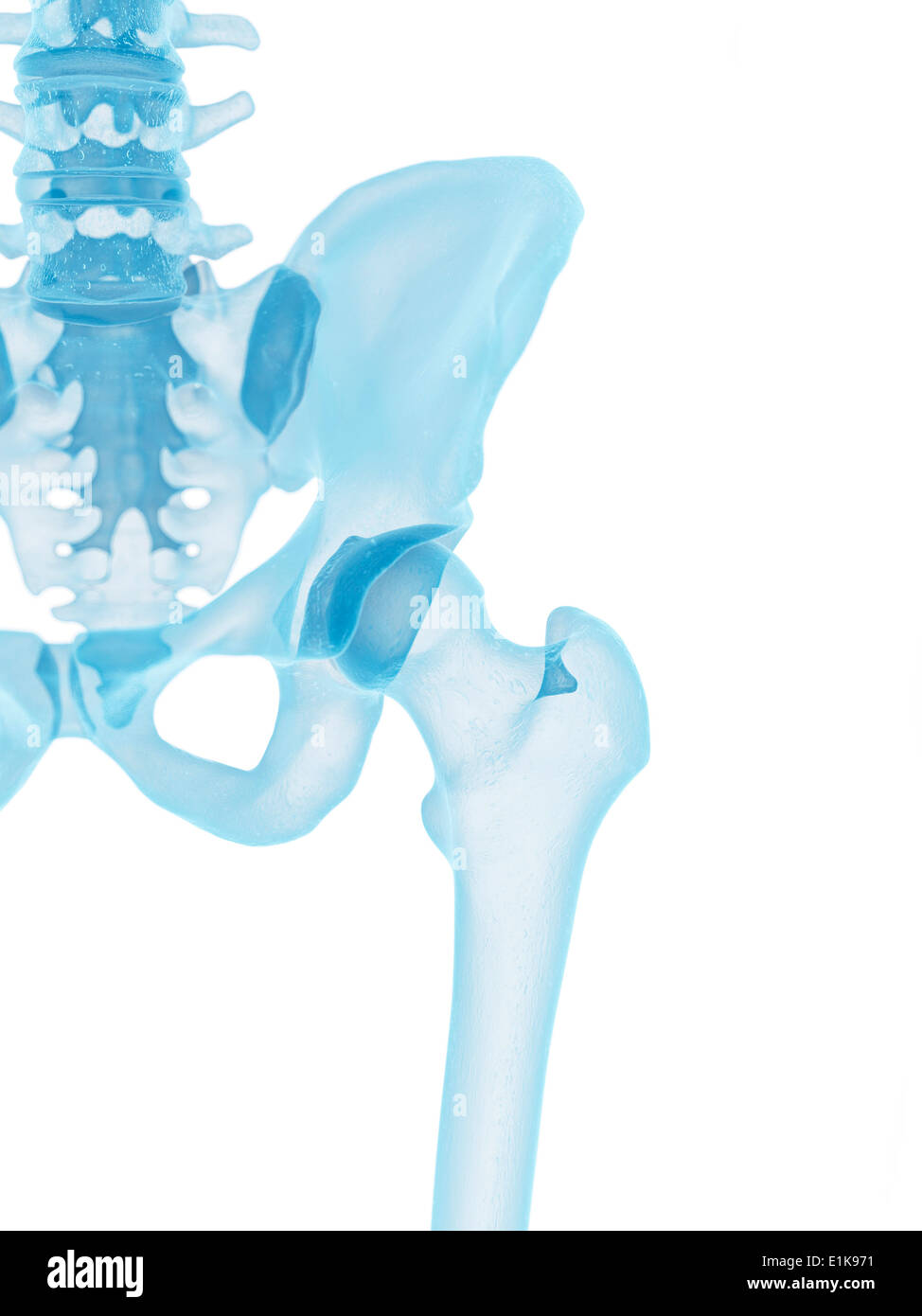 Human hip bone computer artwork Stock Photo - Alamy