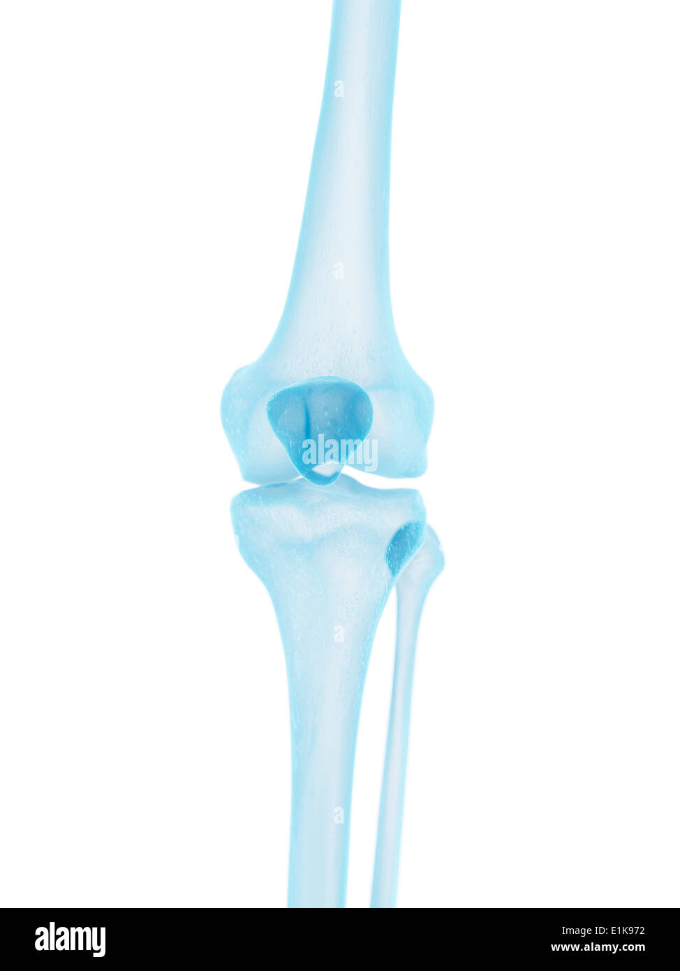 Human knee joint computer artwork Stock Photo - Alamy