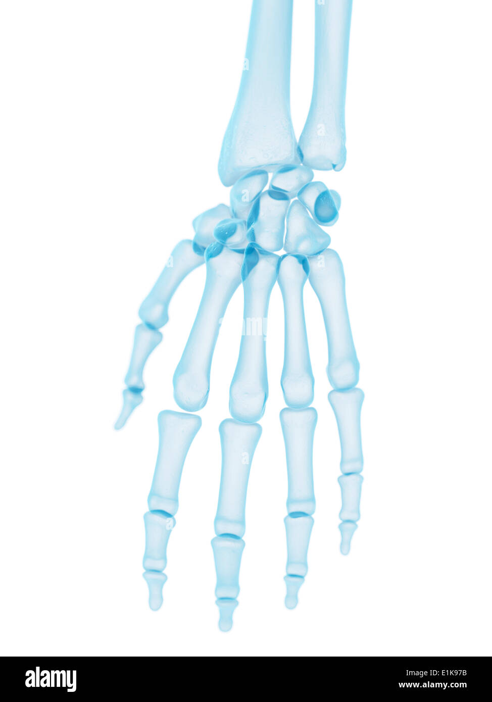 Hand bones hi-res stock photography and images - Alamy