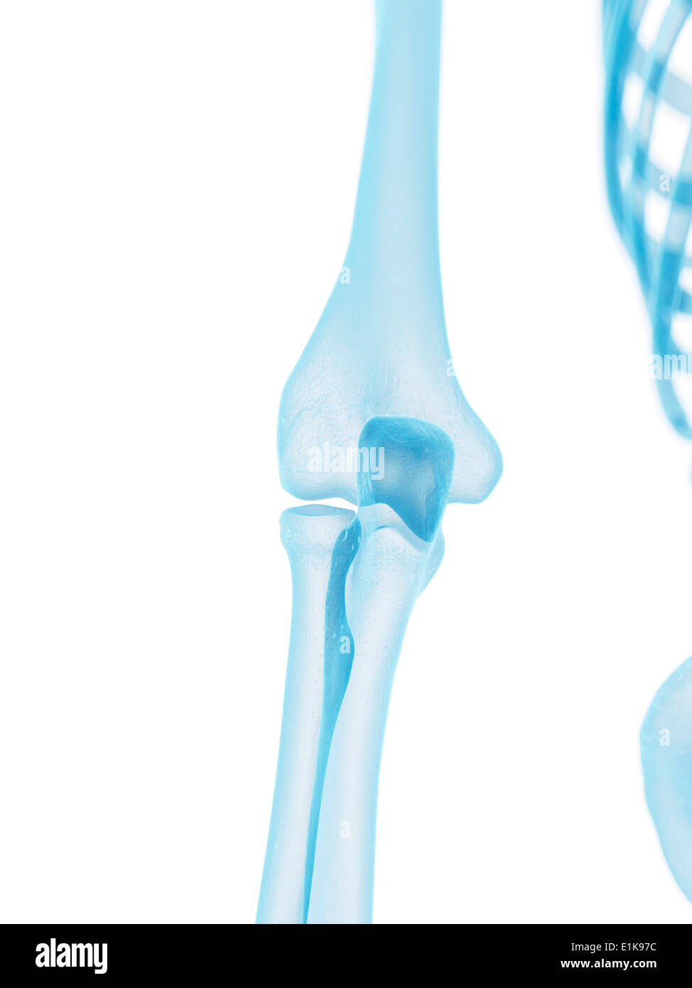 Human elbow joint computer artwork Stock Photo - Alamy
