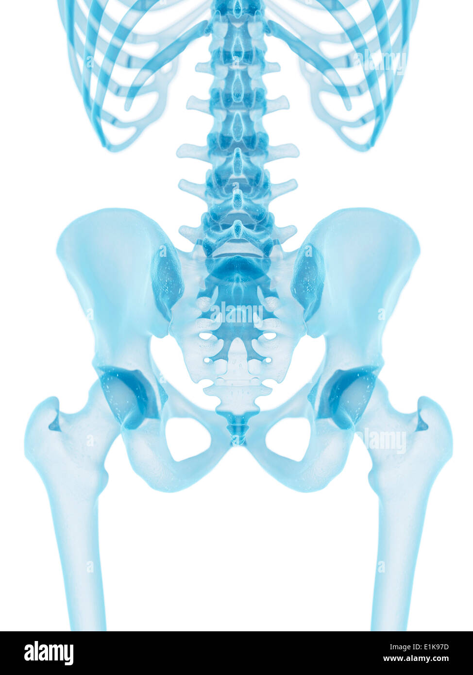 Human hip bone computer artwork Stock Photo - Alamy