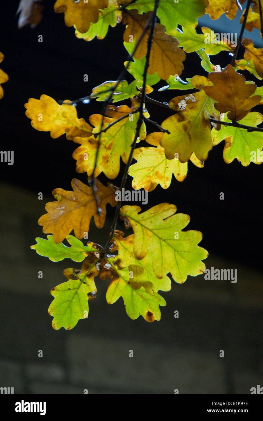 Oak leaves, Autumn colour, Greytown, Wairarapa, North Island, New ...