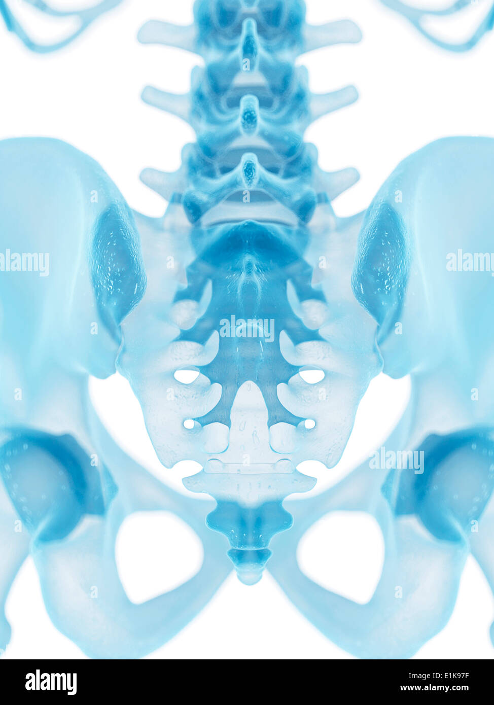 Human hip bone computer artwork Stock Photo - Alamy