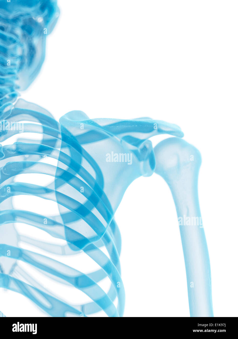 Human shoulder joint computer artwork Stock Photo - Alamy