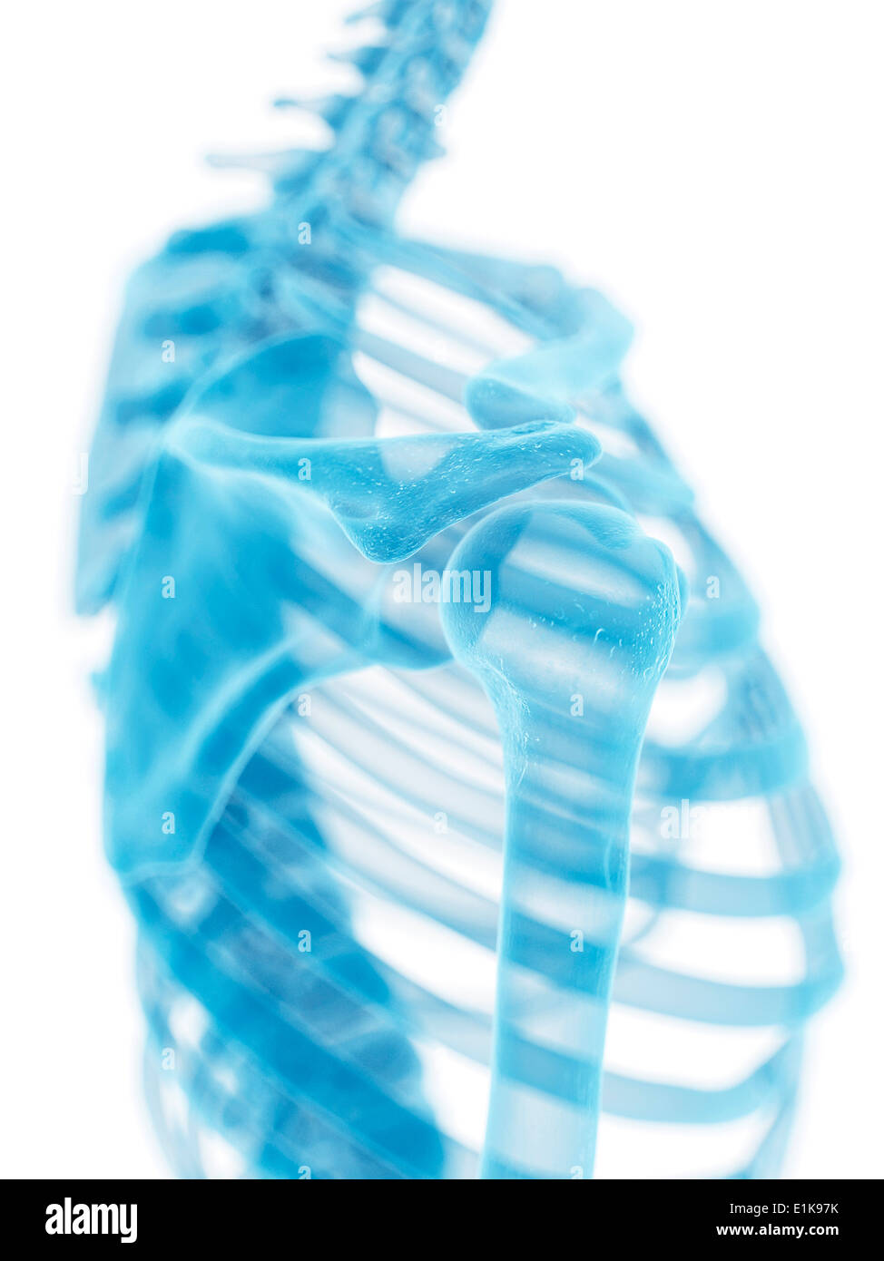 Human shoulder joint computer artwork Stock Photo - Alamy