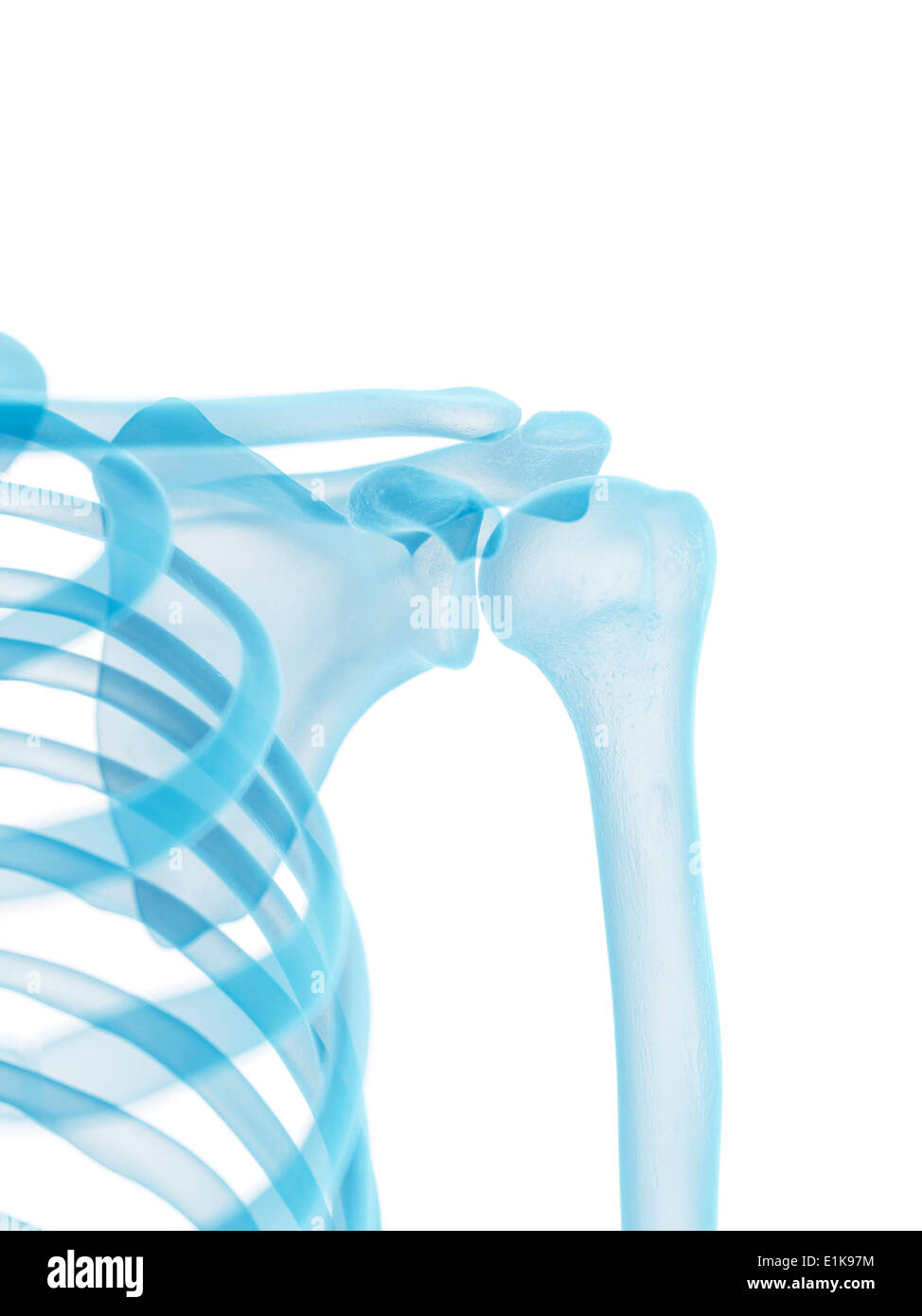 Human shoulder joint computer artwork Stock Photo - Alamy