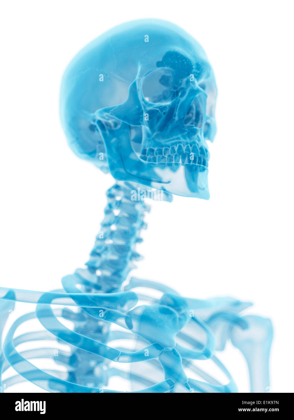 Human skull and neck computer artwork Stock Photo - Alamy