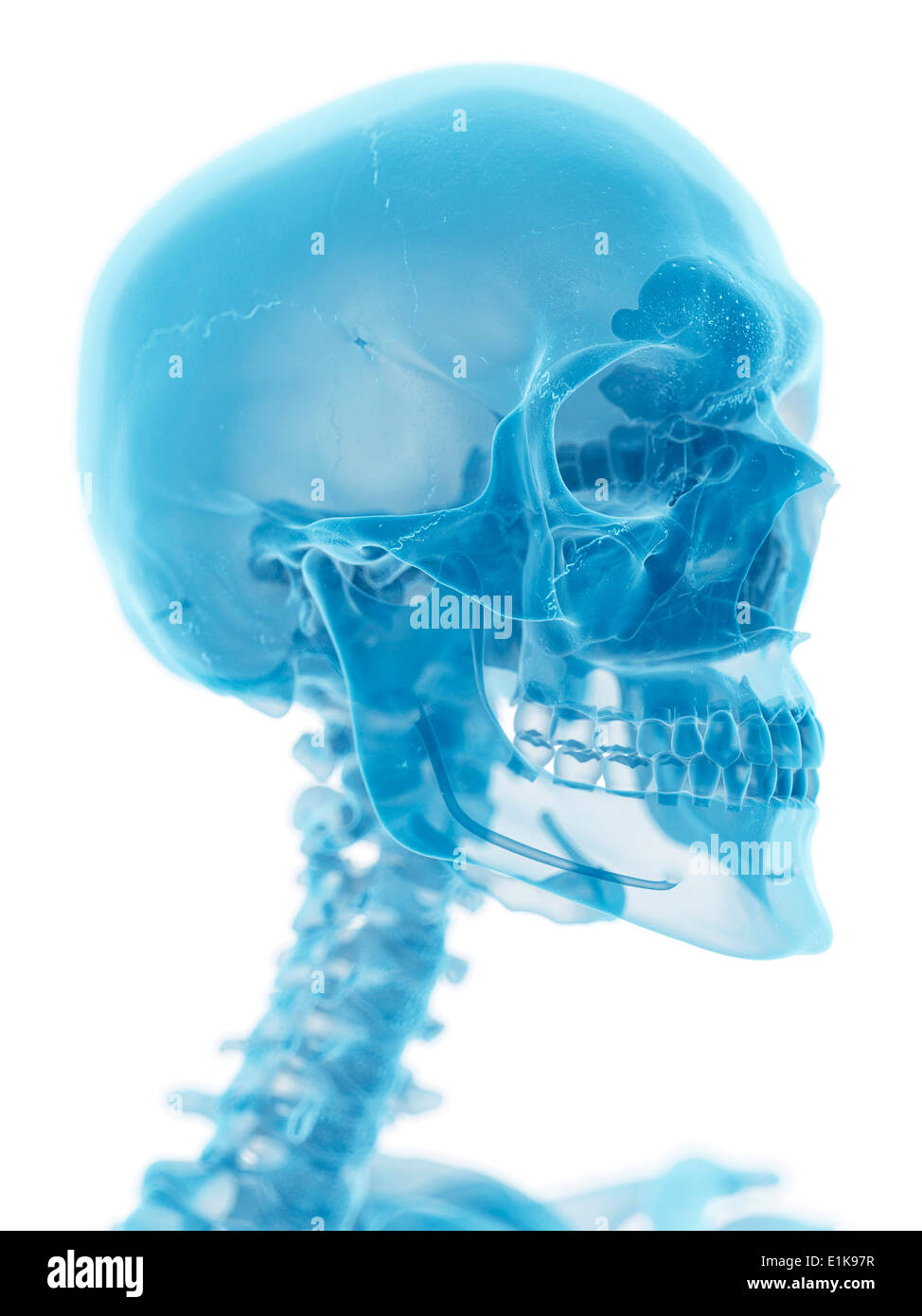 Human skull computer artwork Stock Photo - Alamy