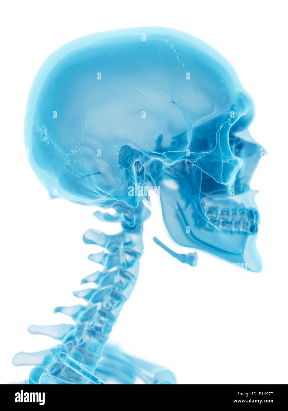 Human skull and neck computer artwork Stock Photo - Alamy