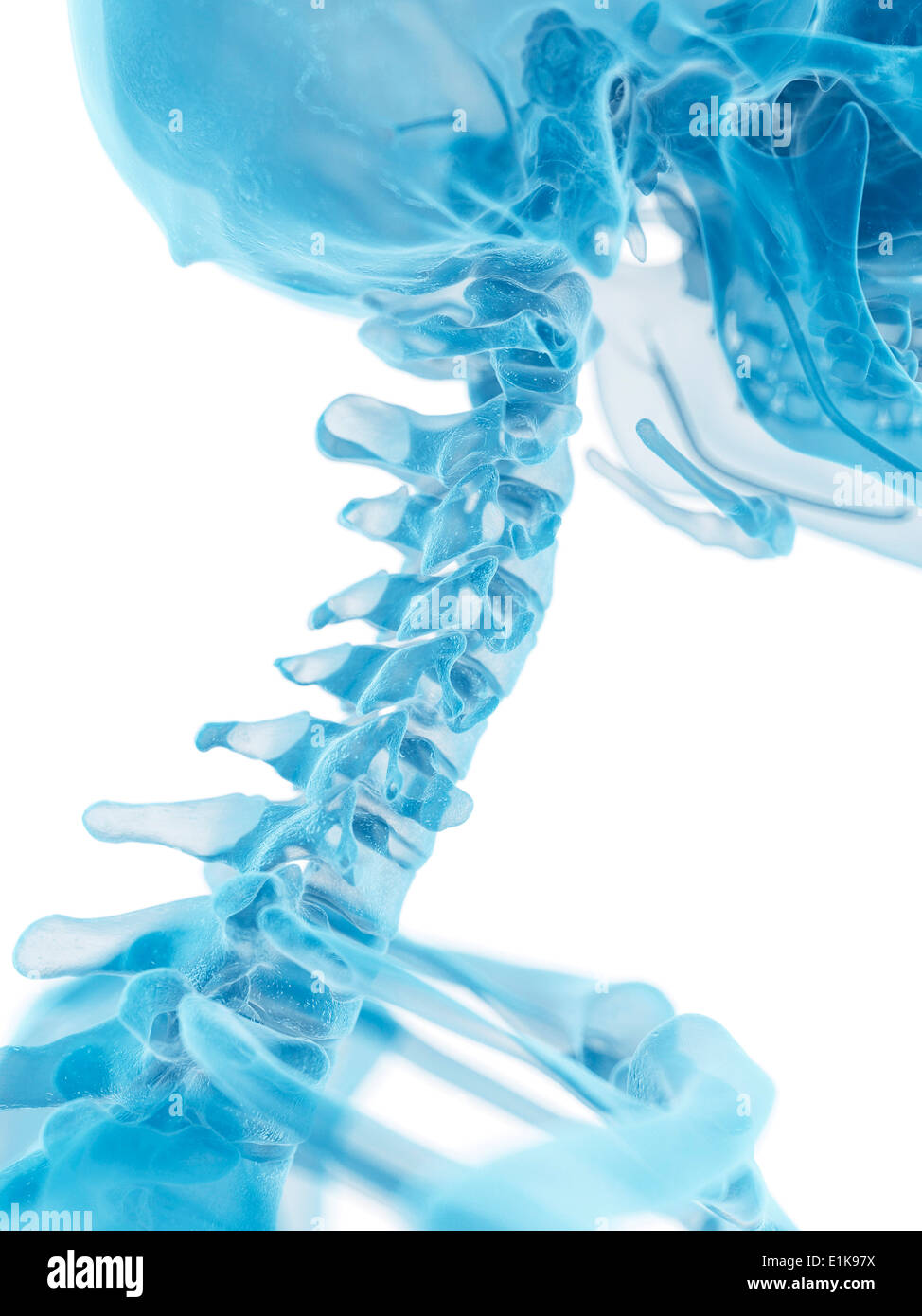Human neck bones computer artwork Stock Photo - Alamy