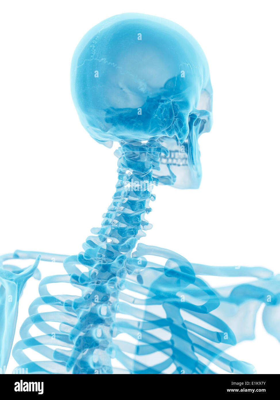 Human skull and neck computer artwork Stock Photo - Alamy