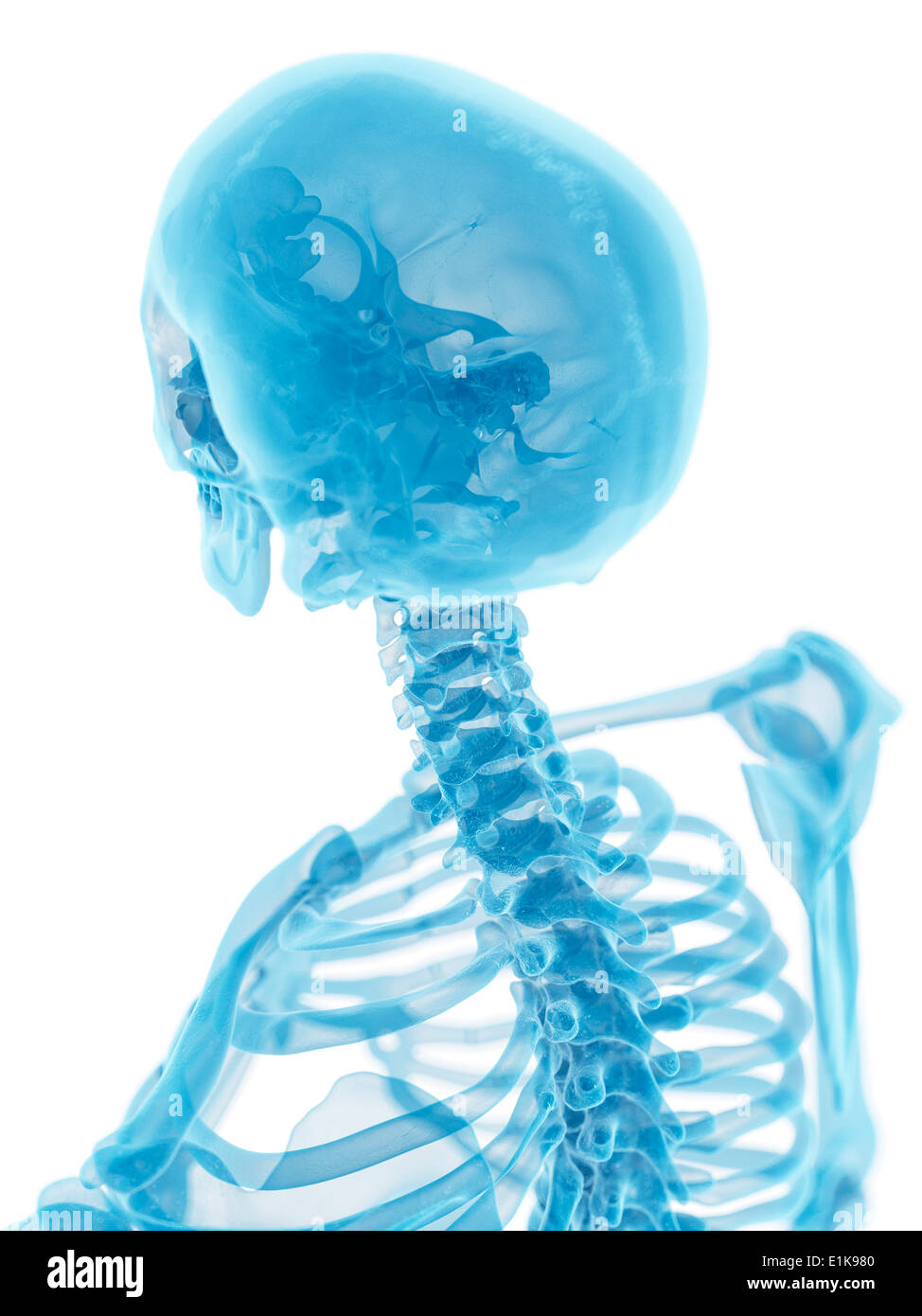Human skull and neck computer artwork Stock Photo - Alamy