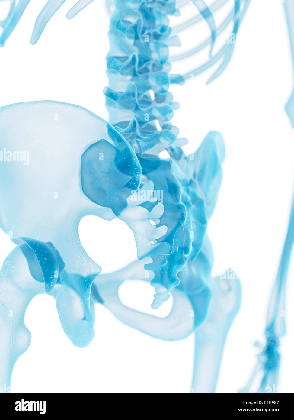 Human hip bone computer artwork Stock Photo - Alamy