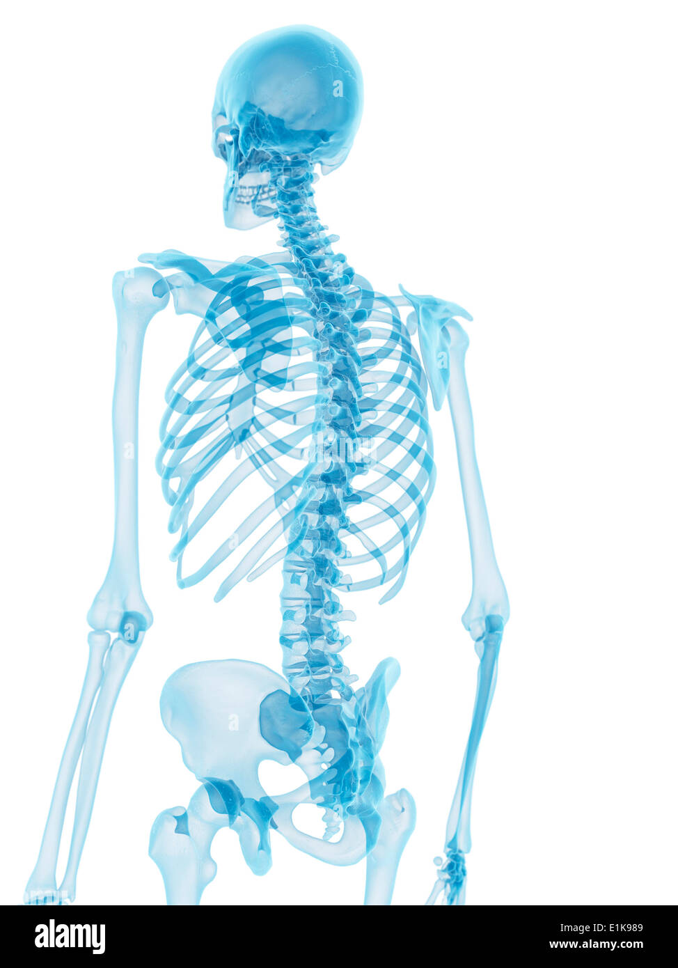 No spine Cut Out Stock Images & Pictures - Alamy
