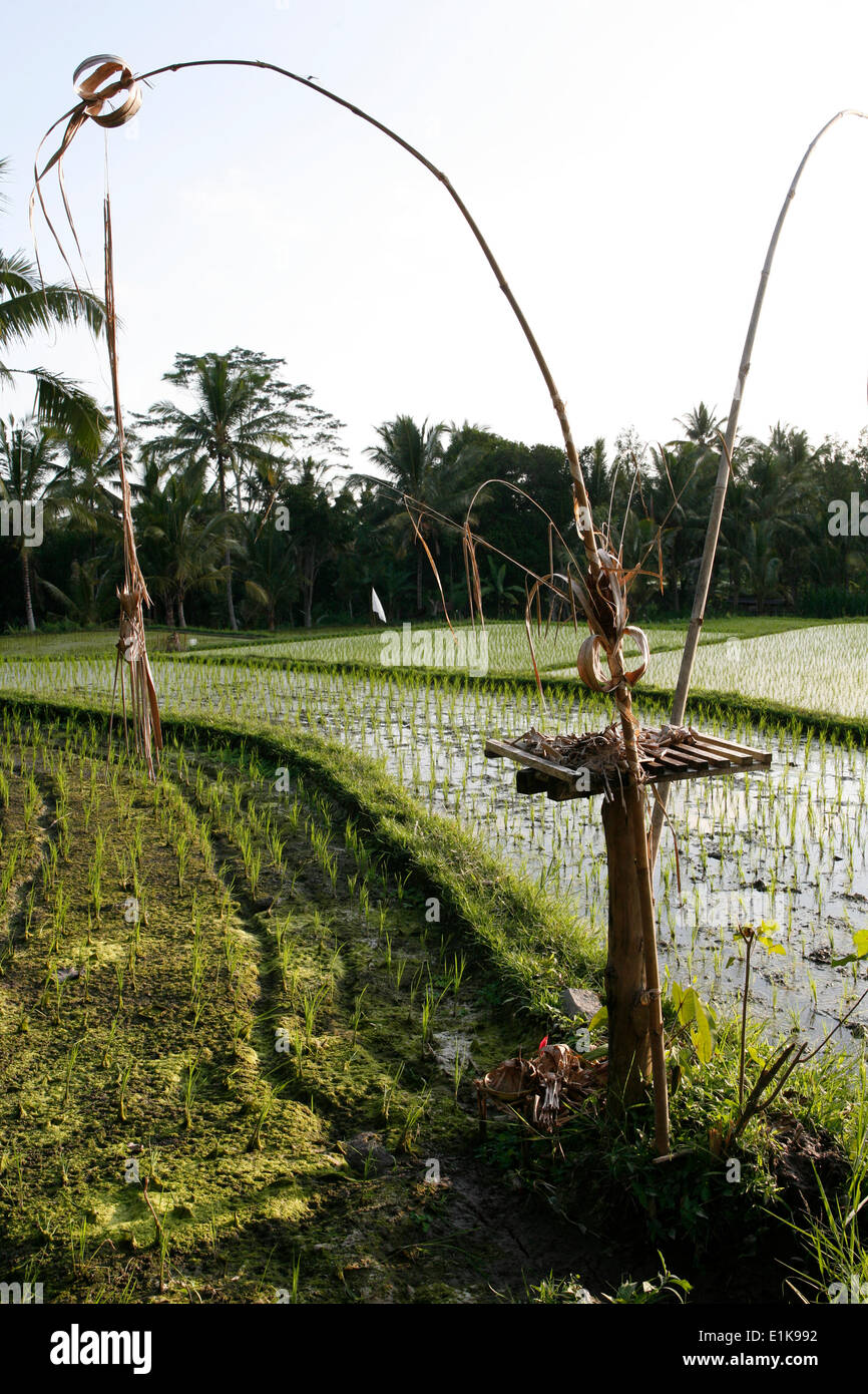 Goddess of rice hi-res stock photography and images - Alamy