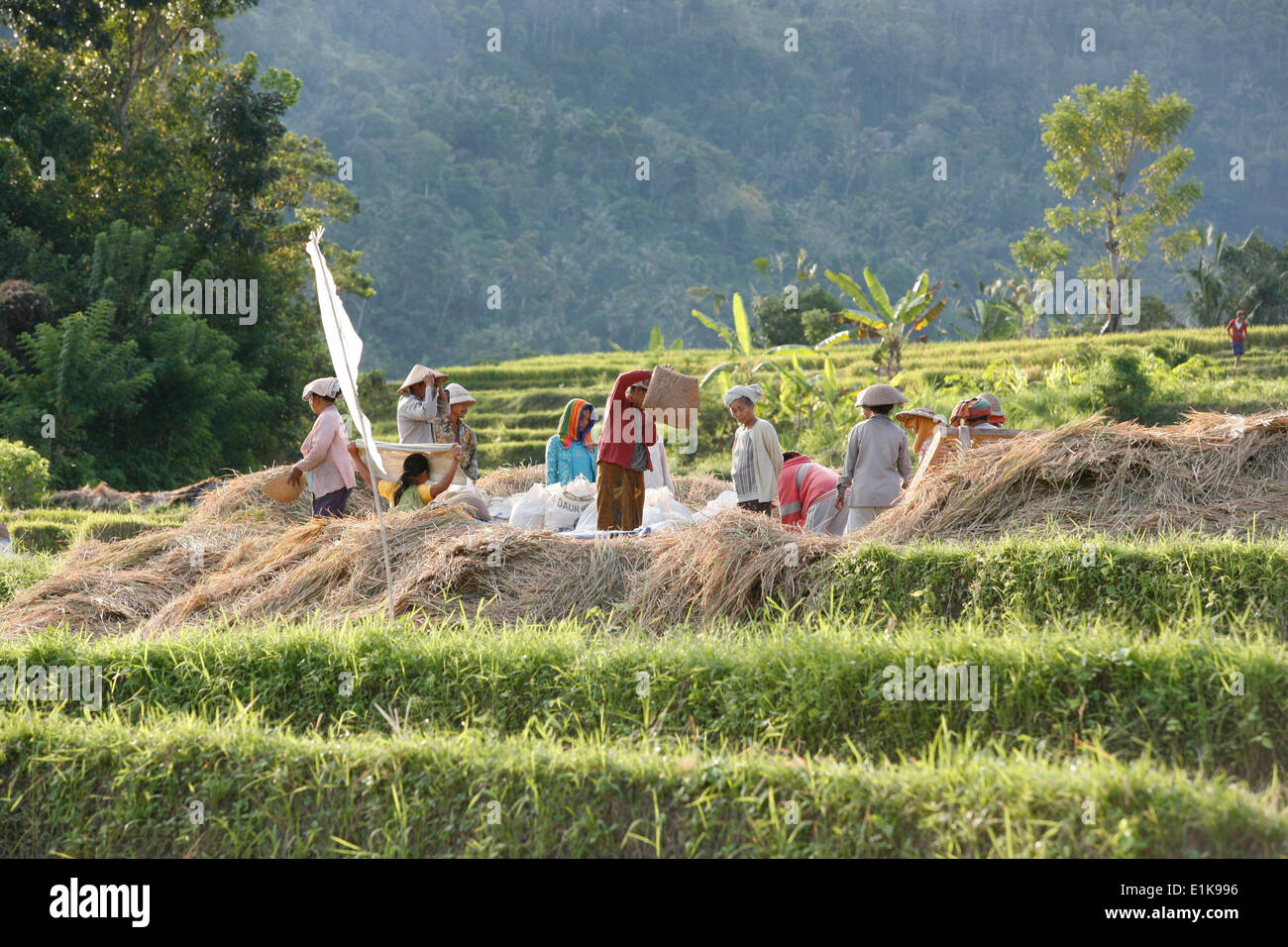 Threshing team hi-res stock photography and images - Alamy
