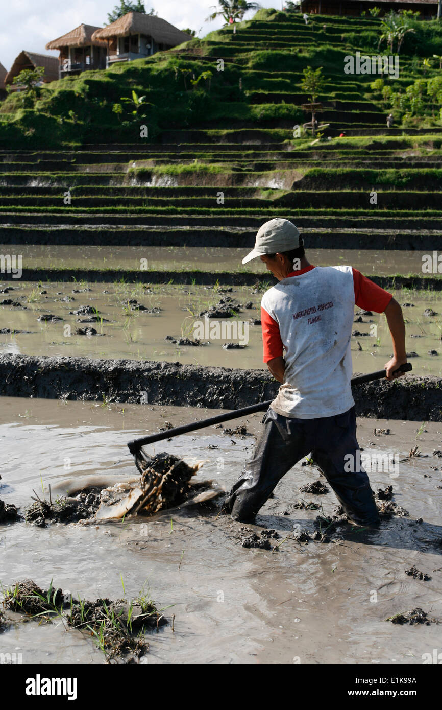 Rice farming in Bali Stock Photo - Alamy
