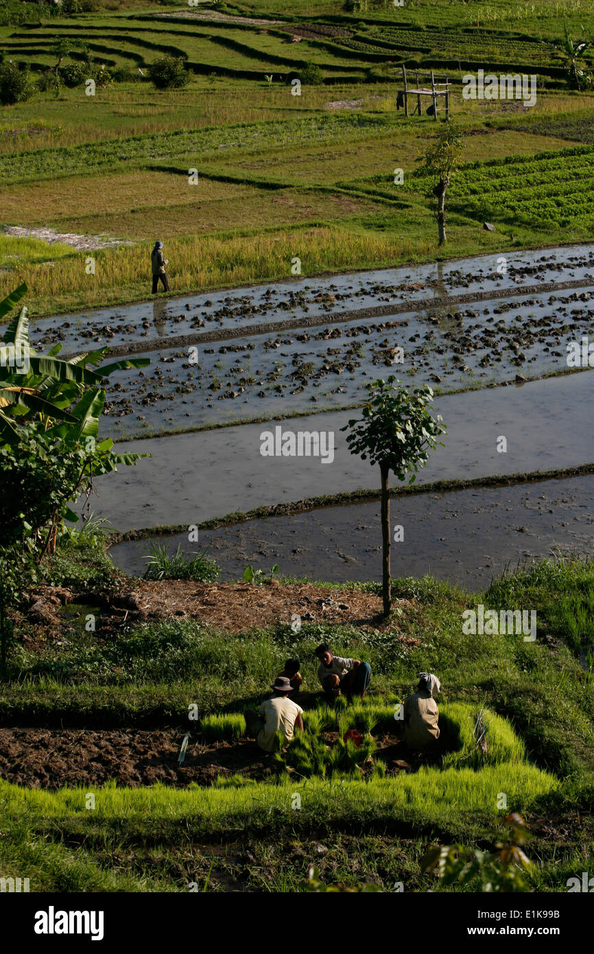 Rice farming in Bali Stock Photo - Alamy