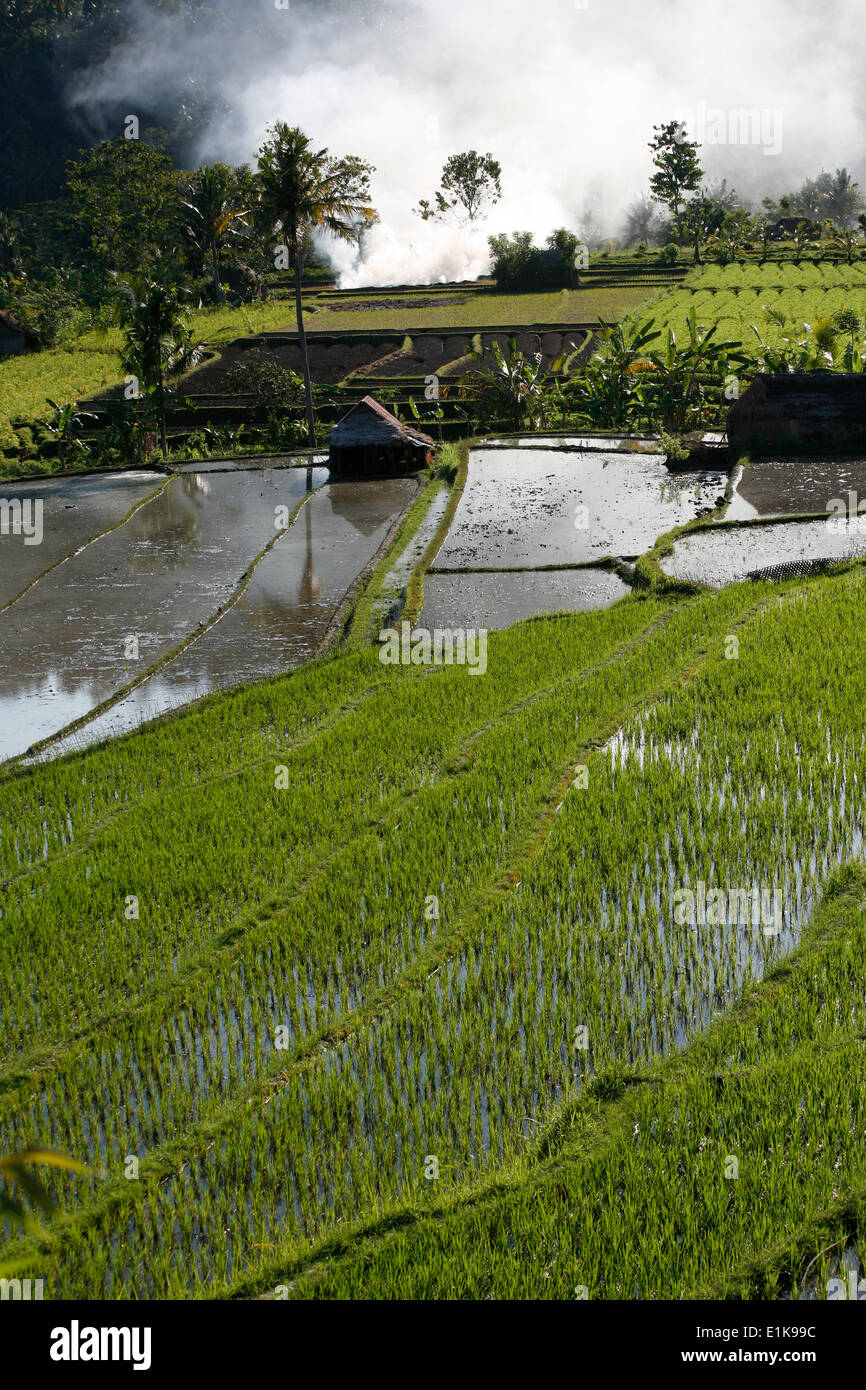 Rice farming in Bali Stock Photo - Alamy