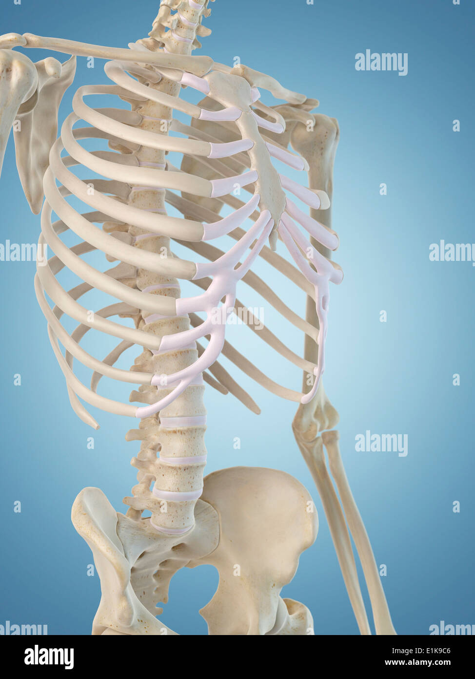 Human skeleton spine skeletal ribs hi-res stock photography and images ...