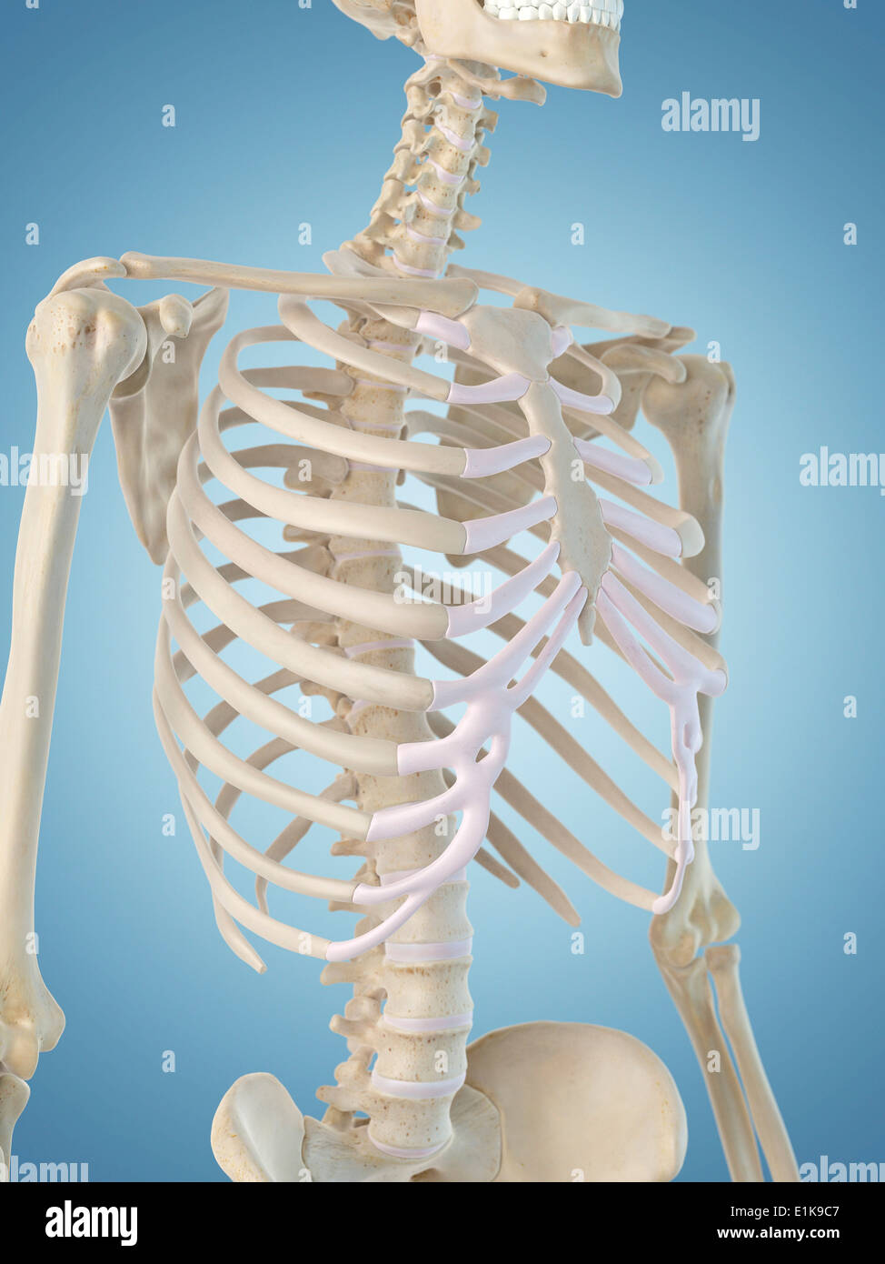 Human skeleton spine skeletal ribs hi-res stock photography and images ...
