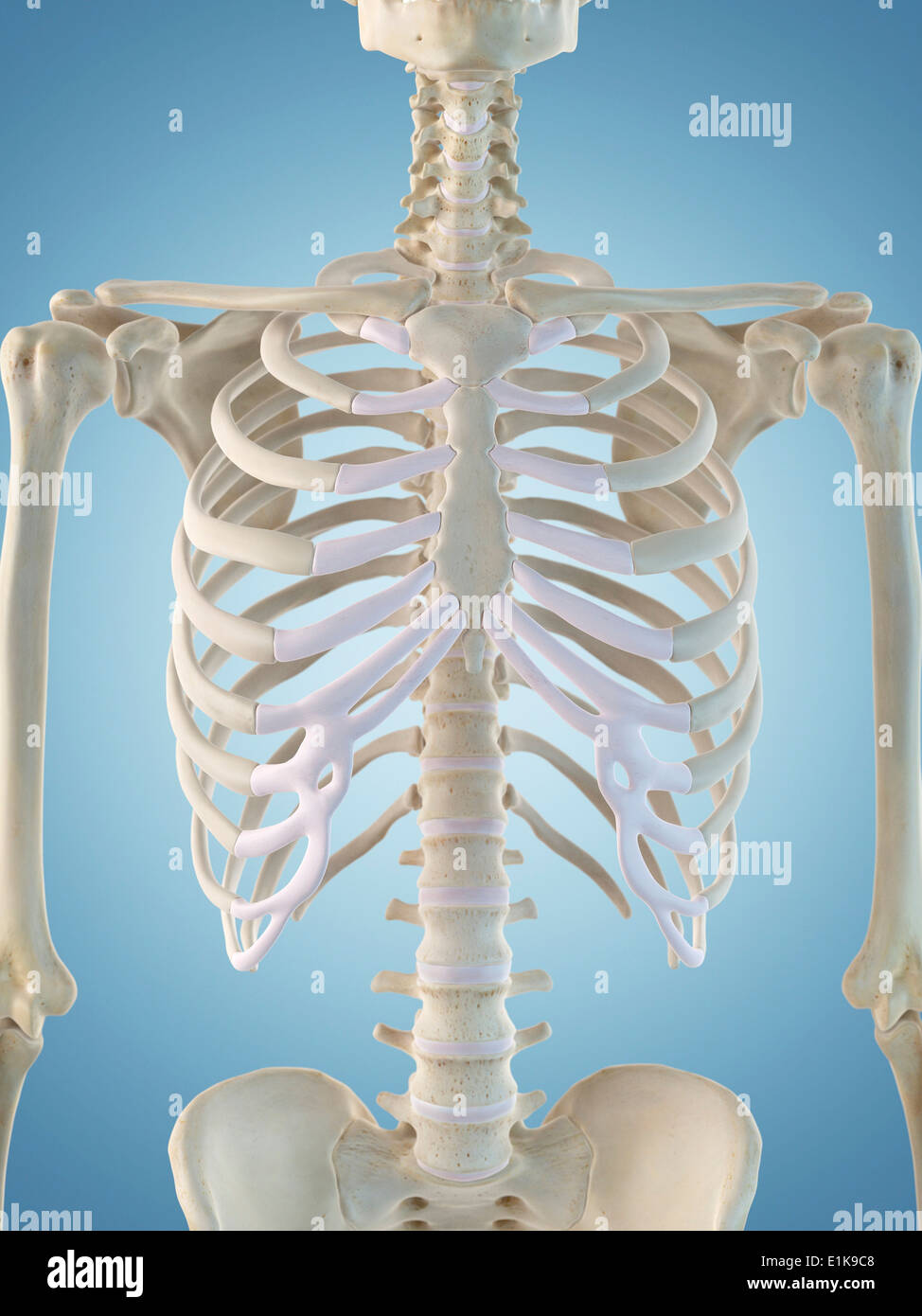 Human skeleton spine skeletal ribs hi-res stock photography and images ...