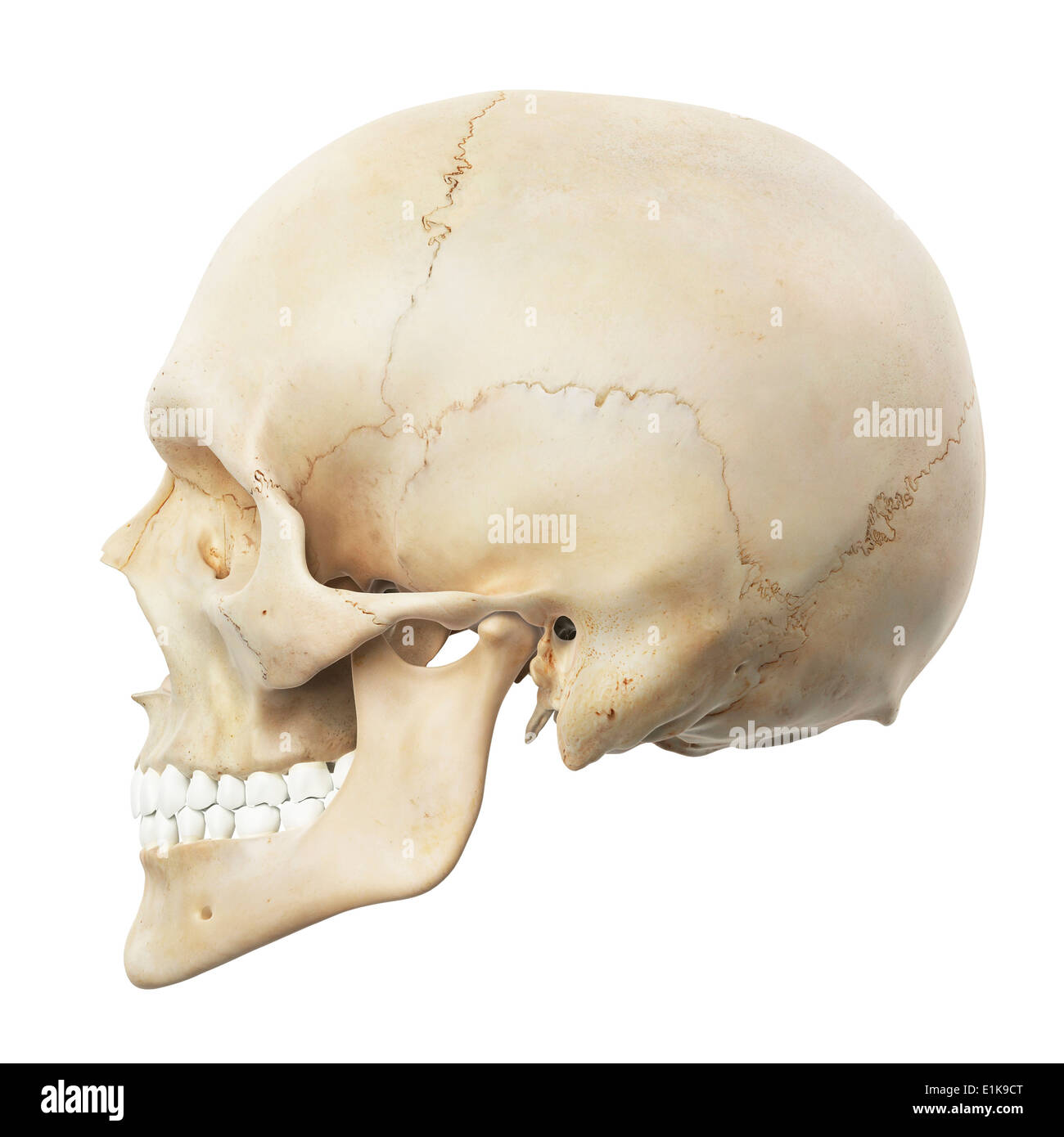 Human skull computer artwork Stock Photo - Alamy