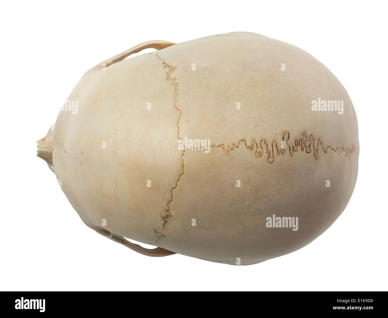 Human skull computer artwork Stock Photo - Alamy