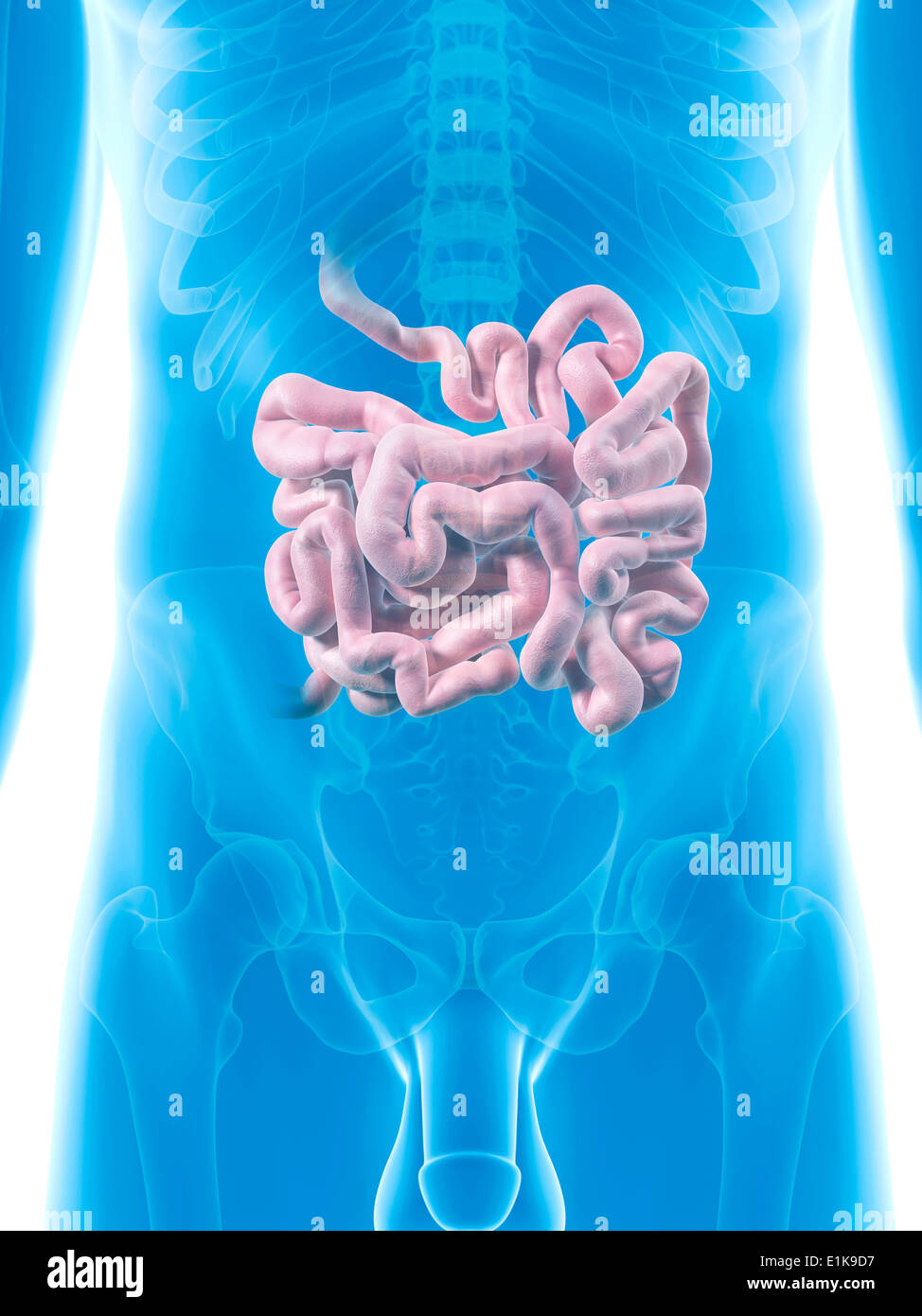 Human small intestine computer artwork Stock Photo - Alamy