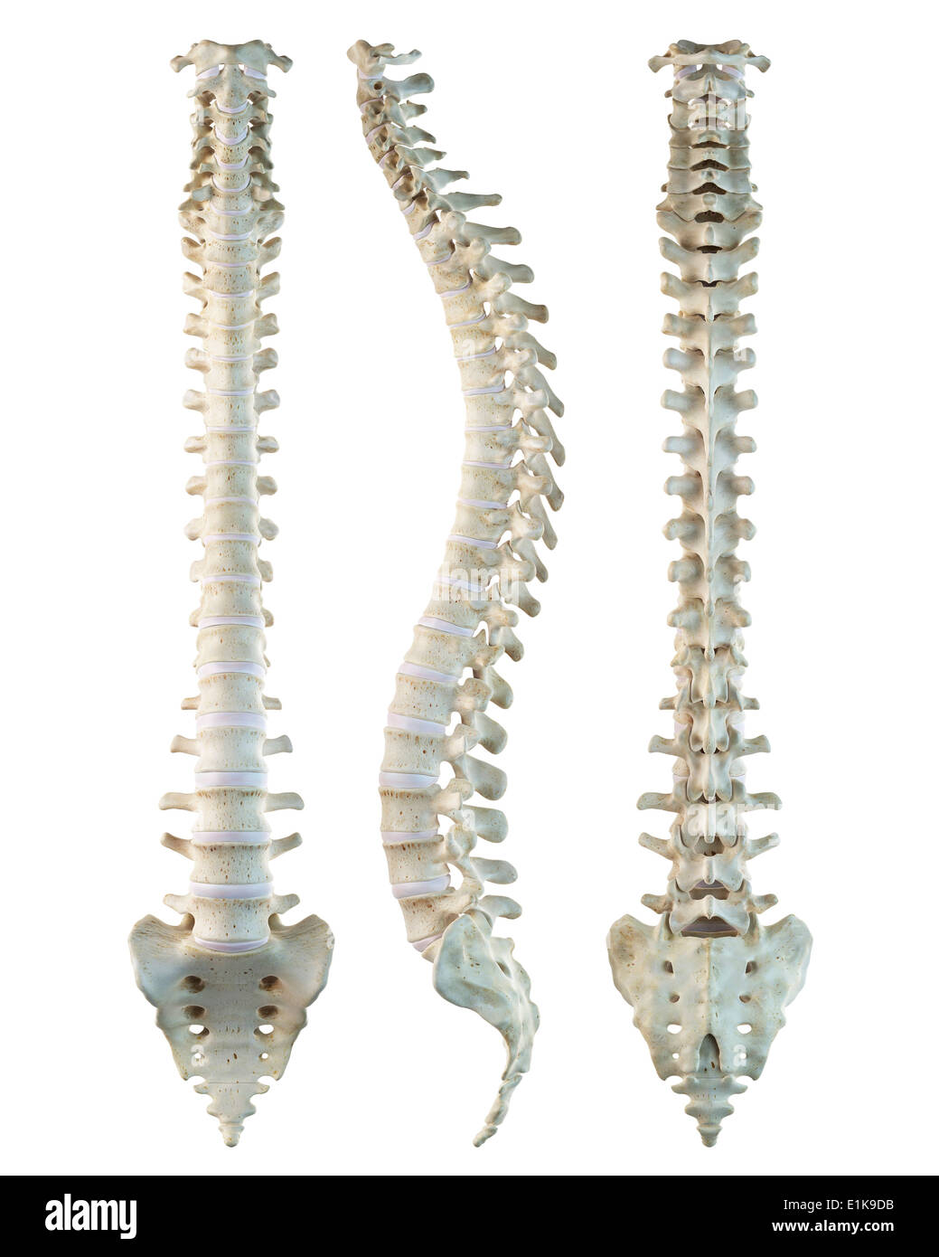 Bones of the human spine computer artwork Stock Photo - Alamy