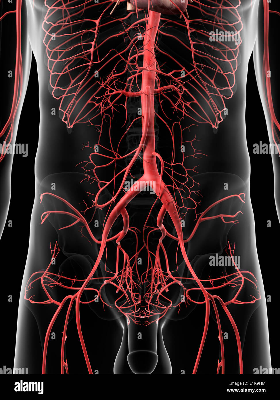 Human abdominal arteries computer artwork Stock Photo - Alamy