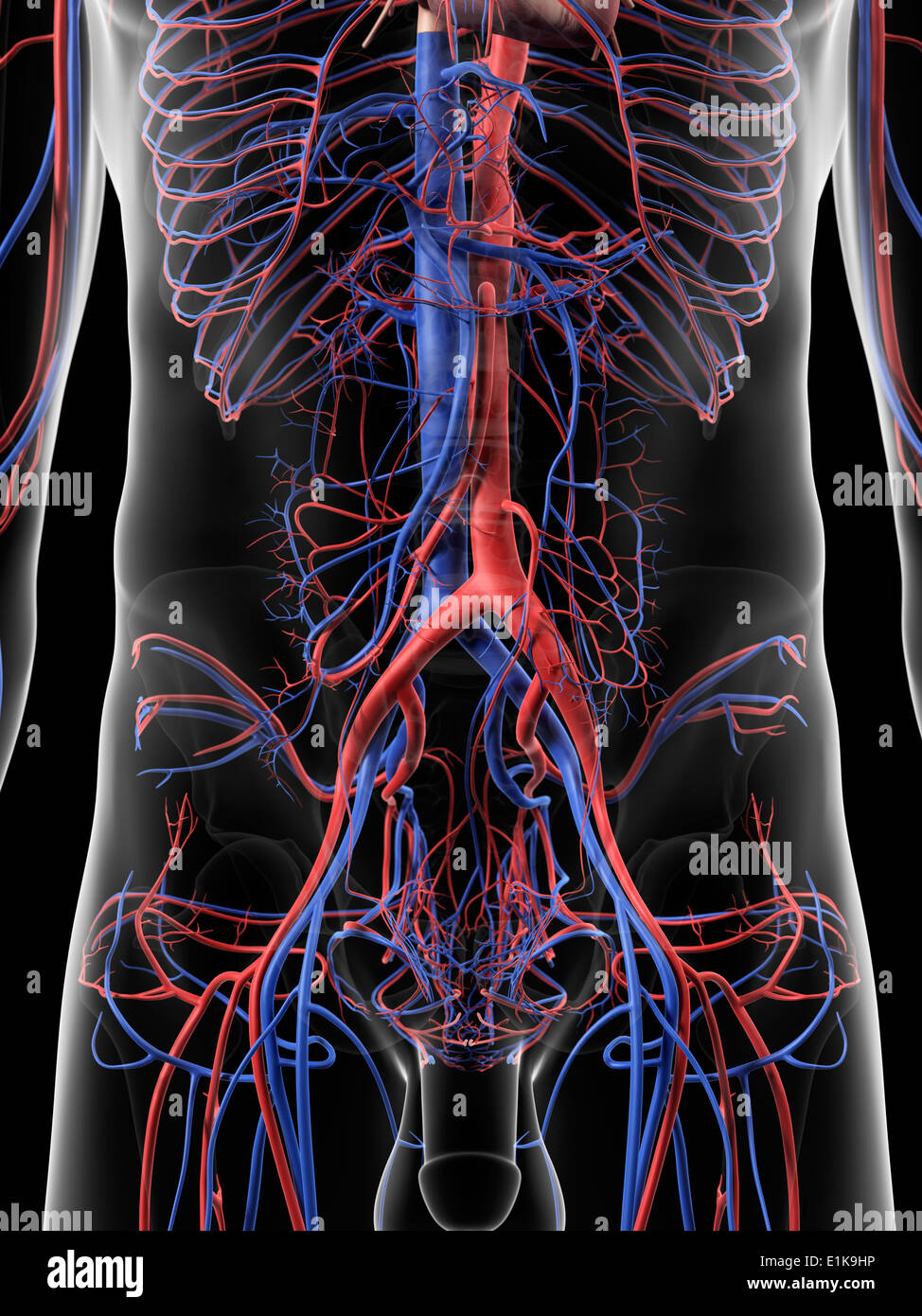 Anatomy abdominal blood vessels hi-res stock photography and images - Alamy