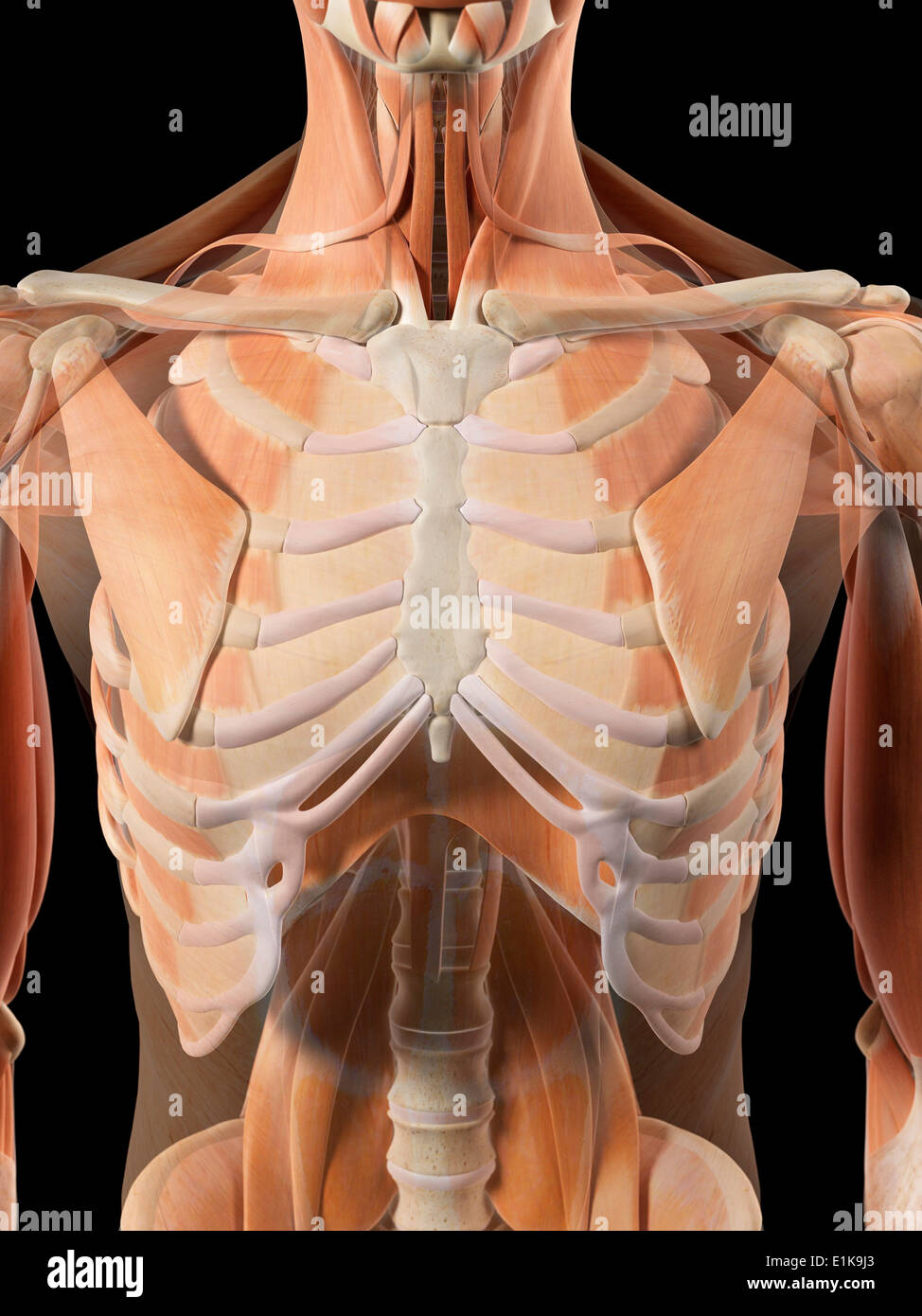 Rib muscles hi-res stock photography and images - Alamy