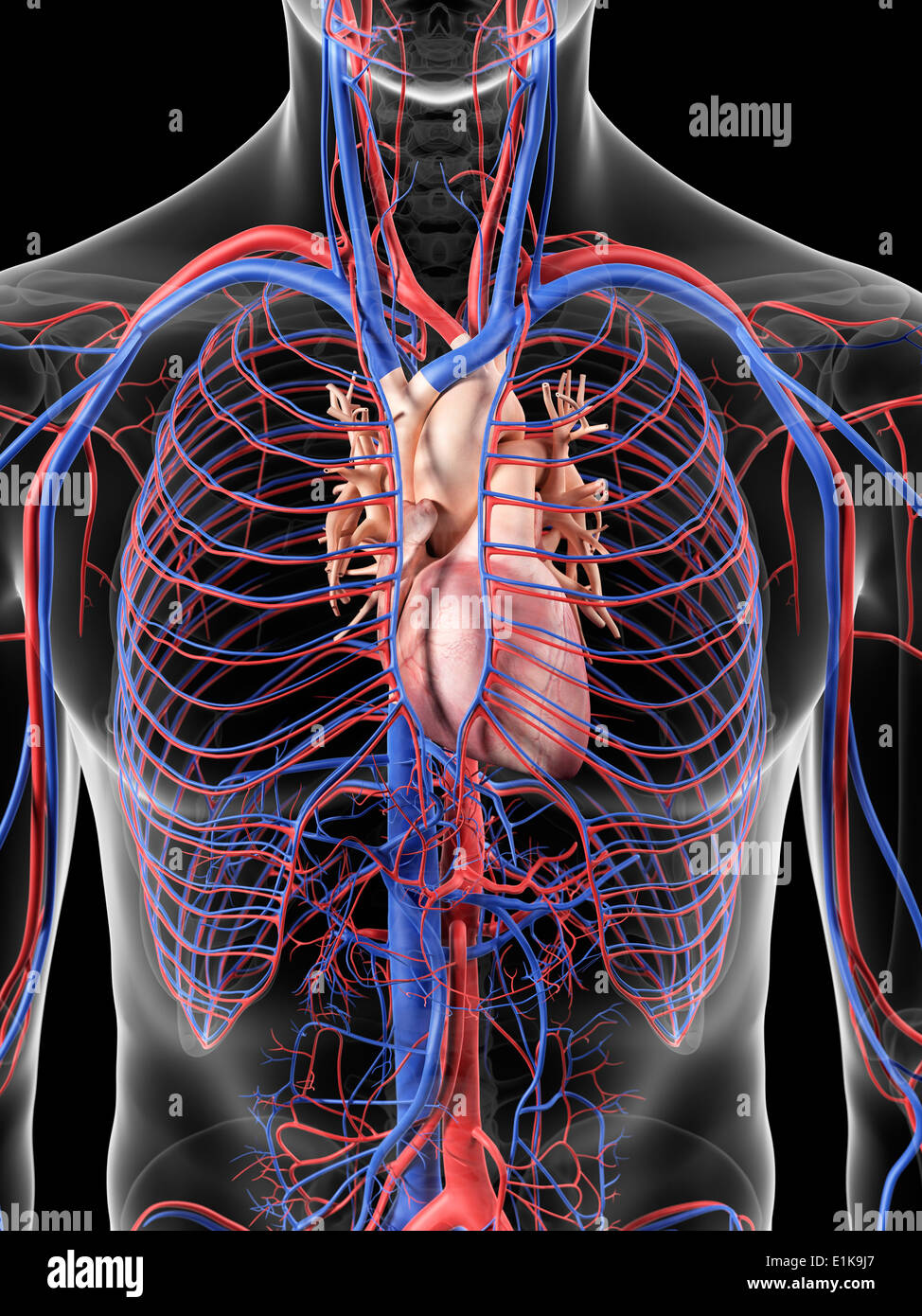 Anatomy Of Heart And Blood Vessels
