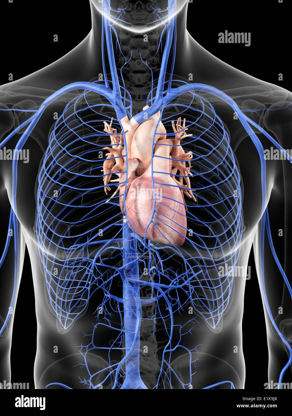 Human veins hi-res stock photography and images - Alamy